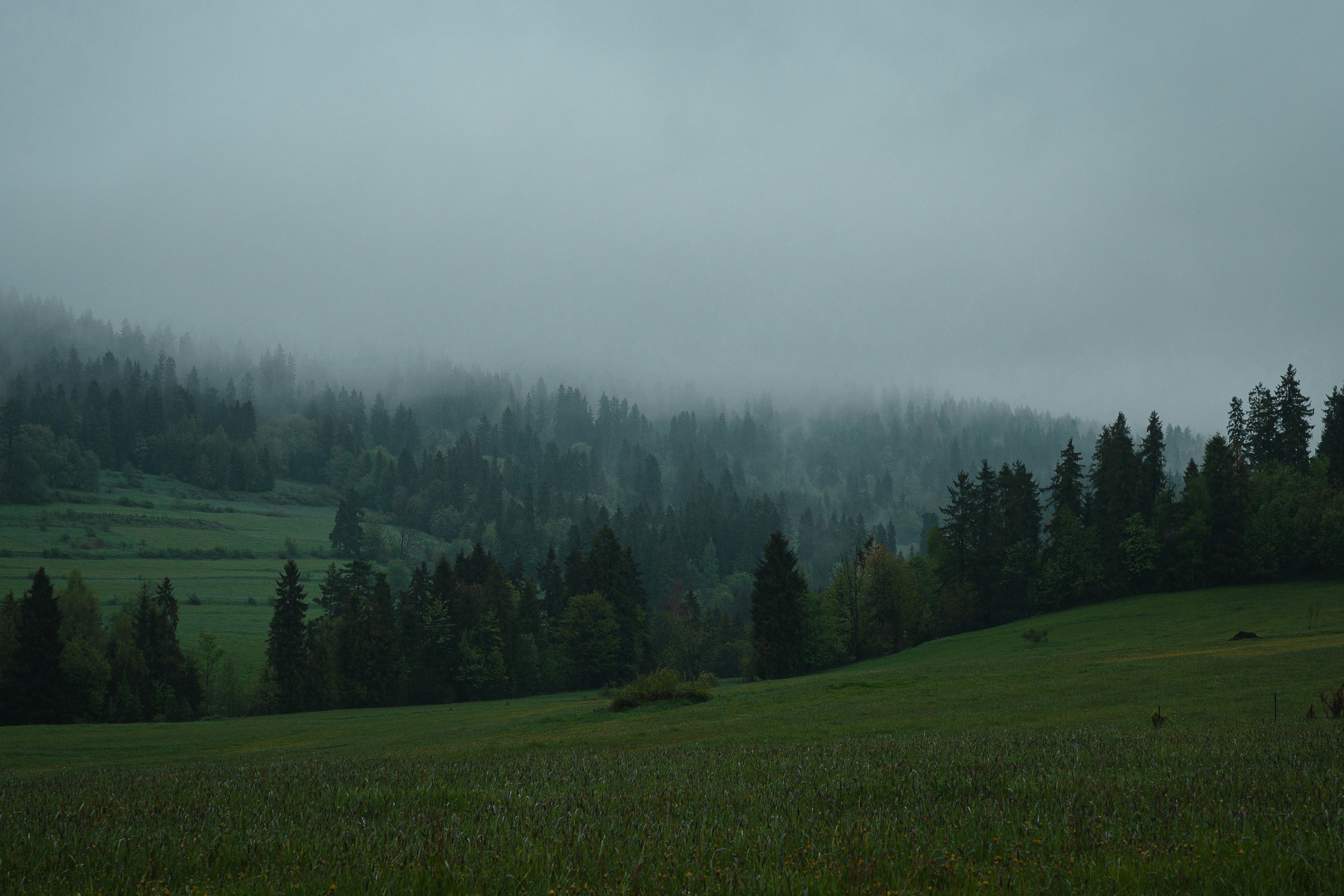 Dense forest shrouded in mist over green rolling hills.