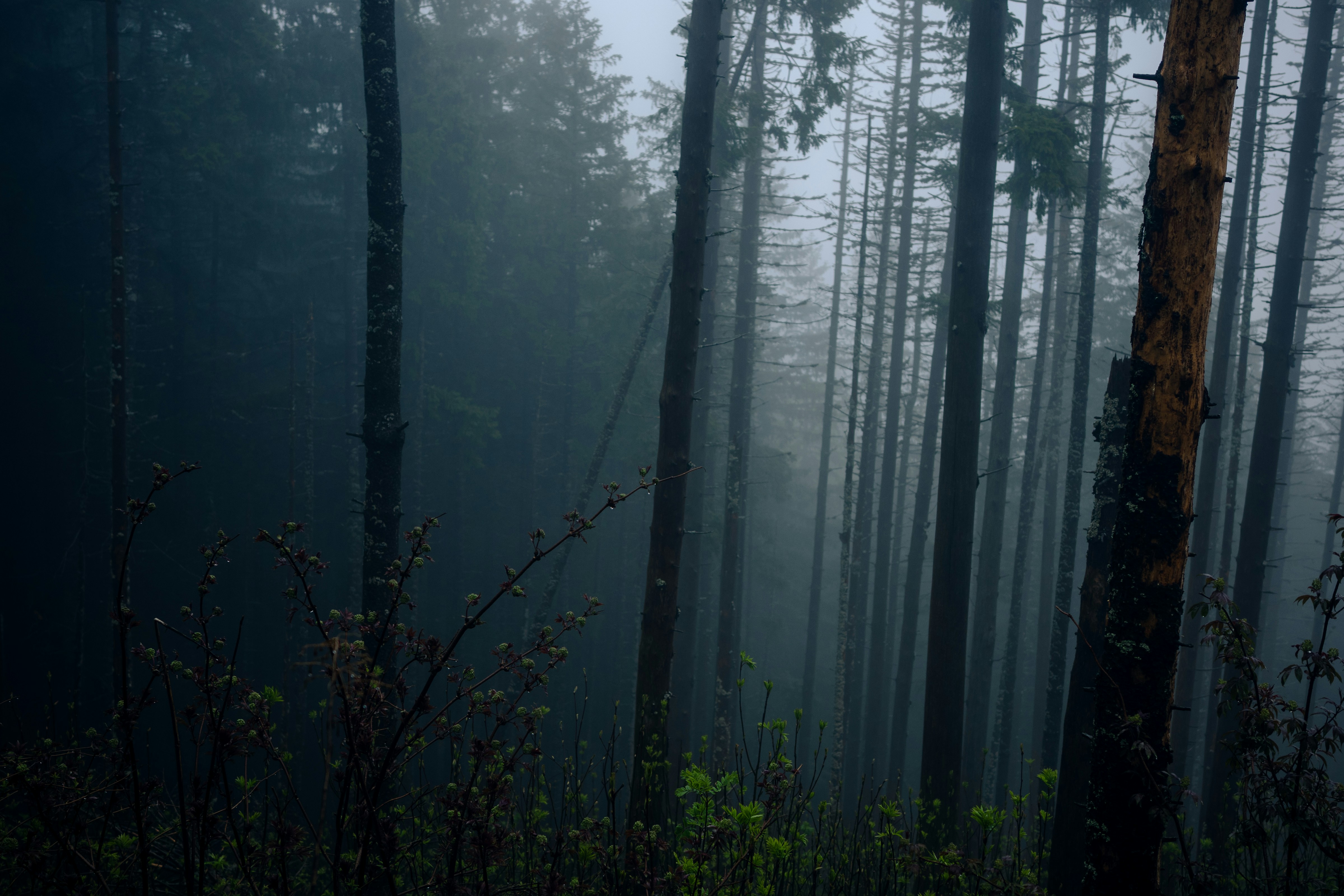 Forest in Fog: Vertical Trunks Receding into Mist