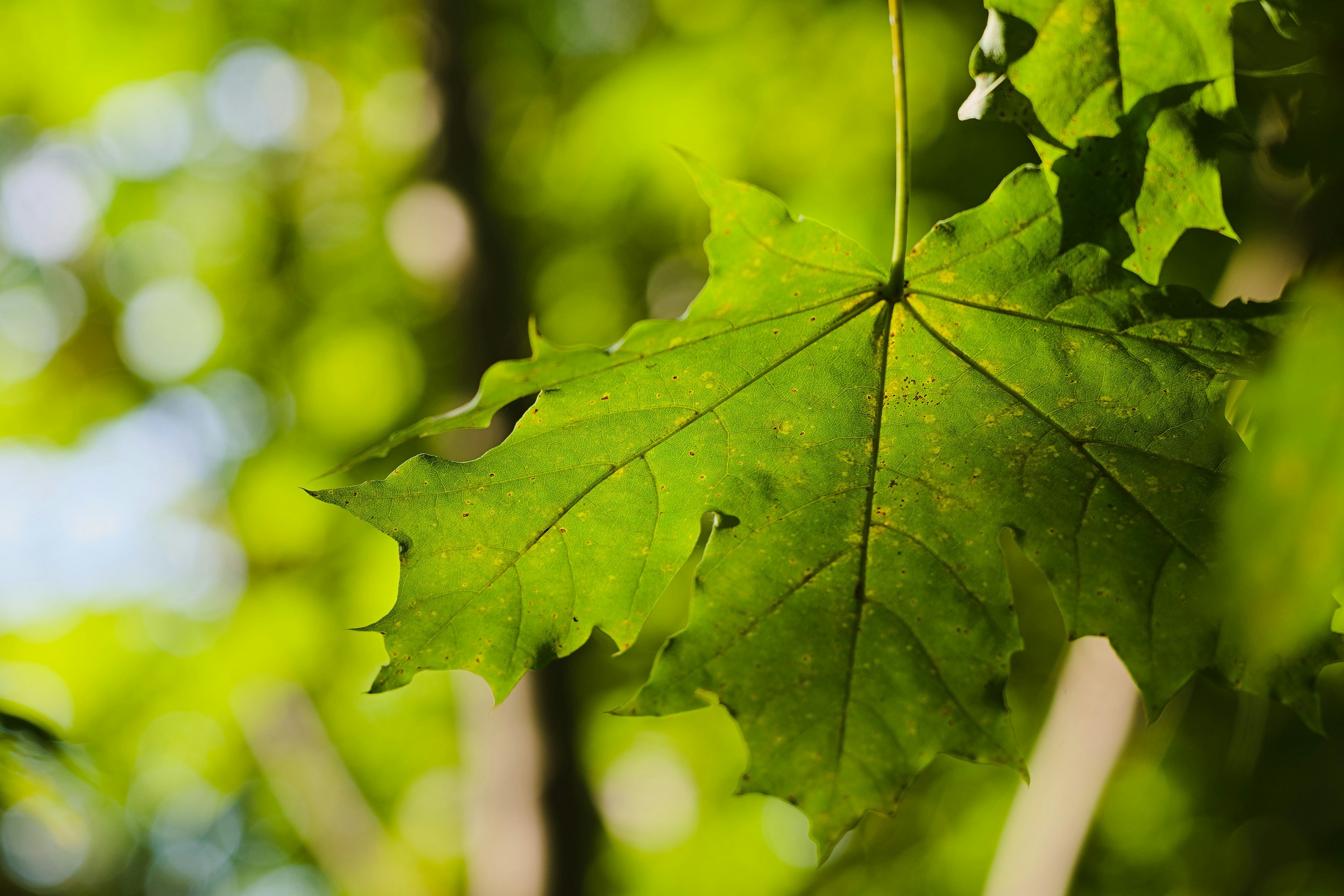 A single green maple leaf backlit by sunlight.