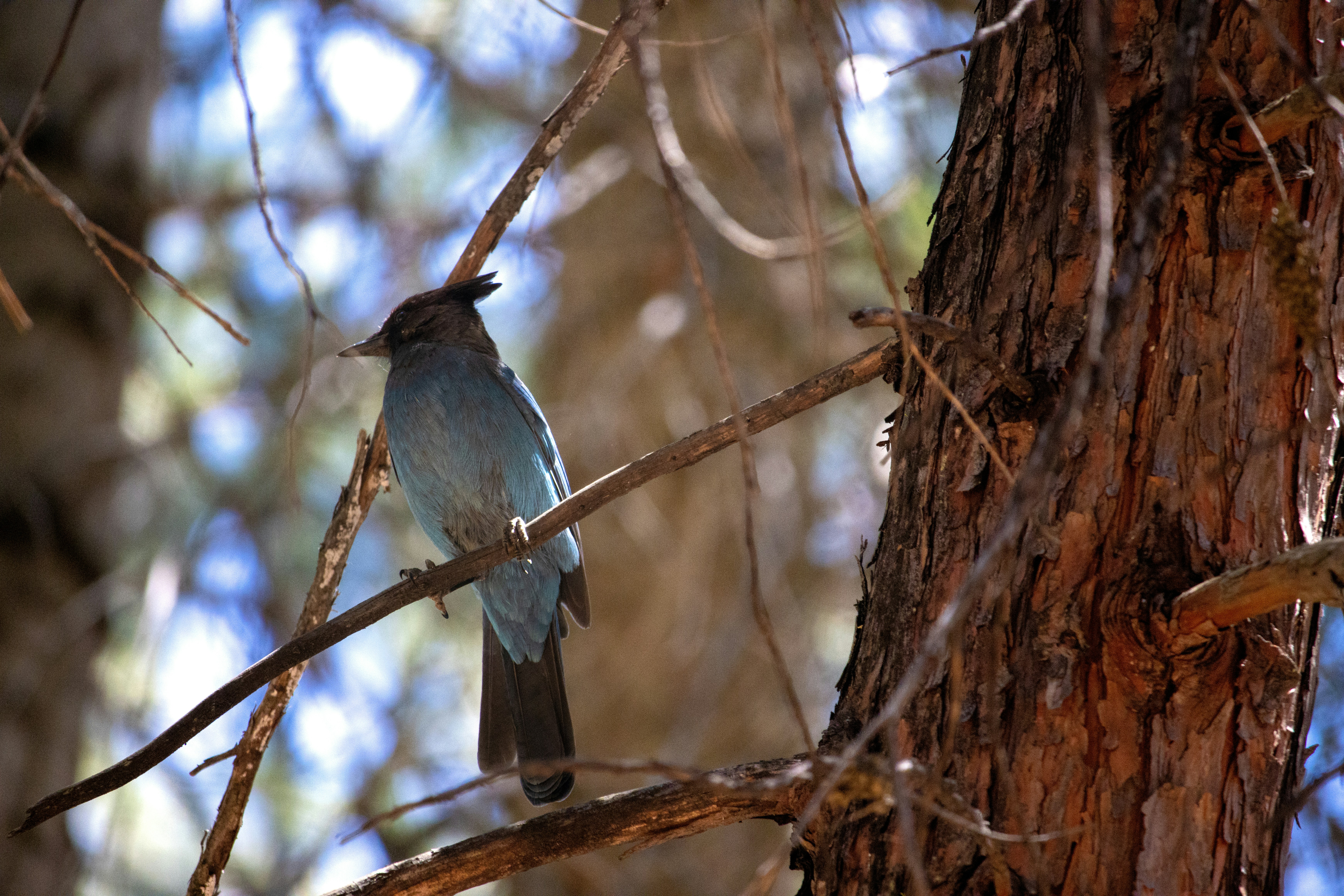 Blue Kingfisher Silhouette Amid Pine Bark and Sunlit Foliage