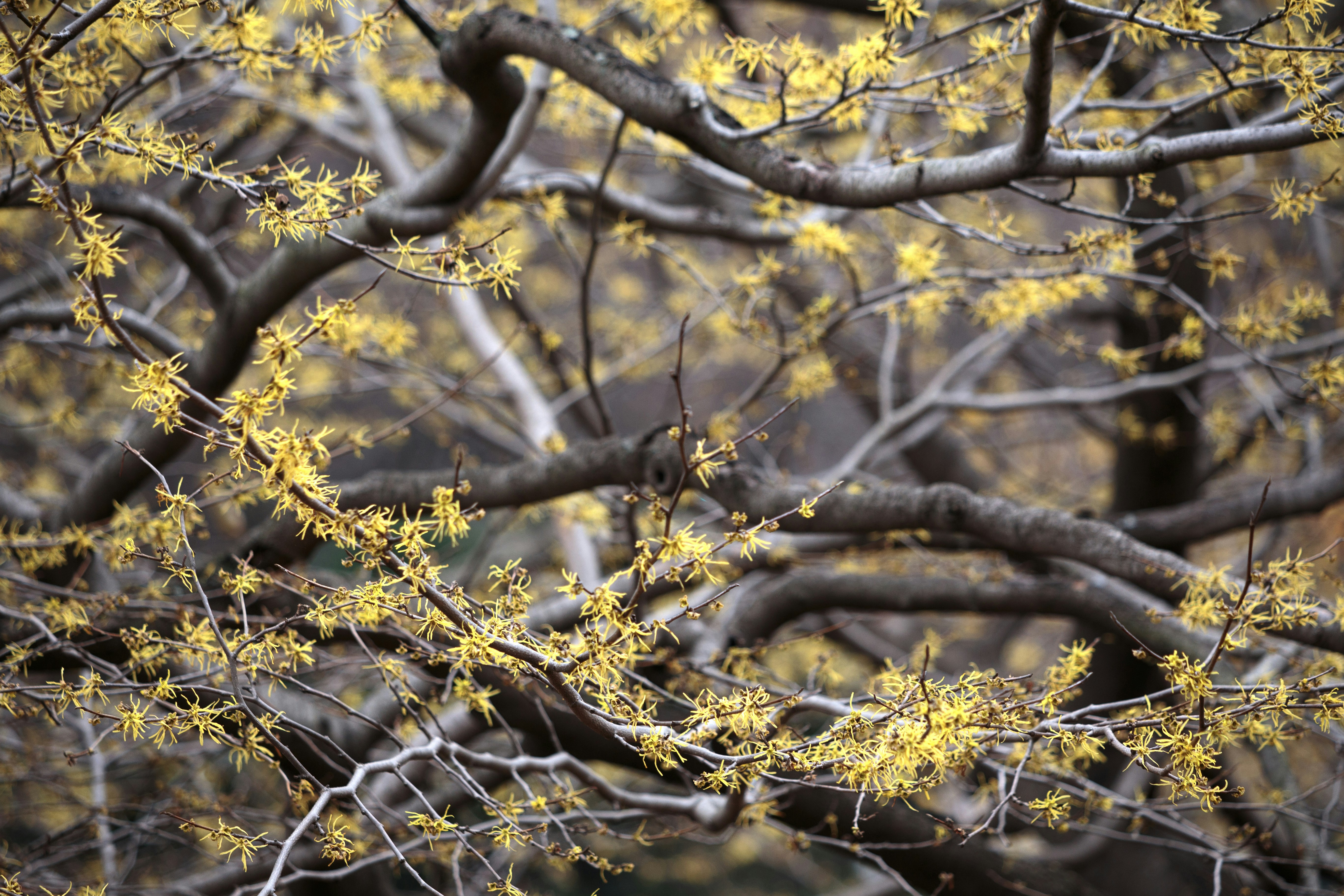 Golden Lace on Winter Branches