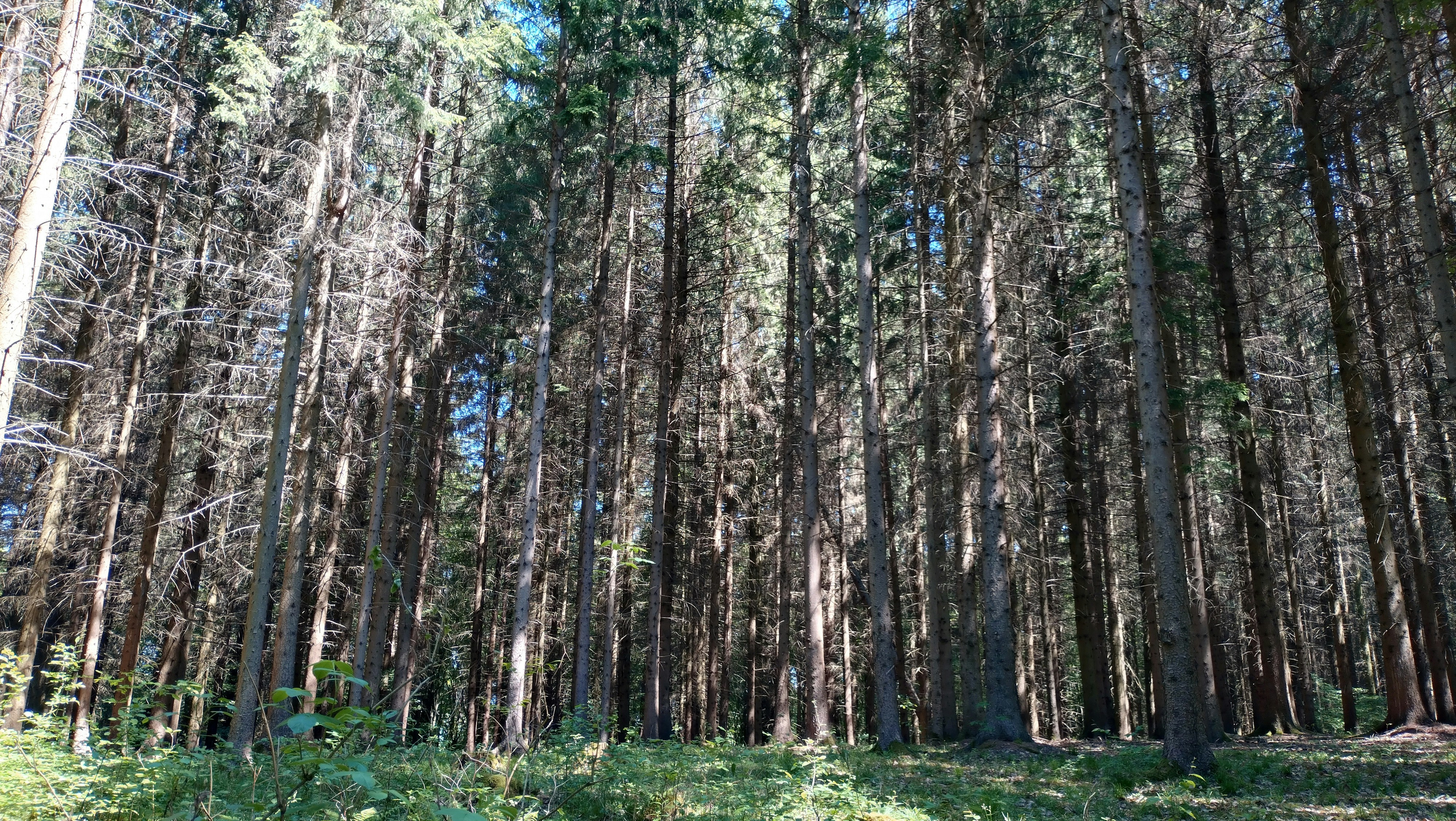 Sun-dappled forest edge with tall, straight pines and a green understory casting a calm, natural scene.