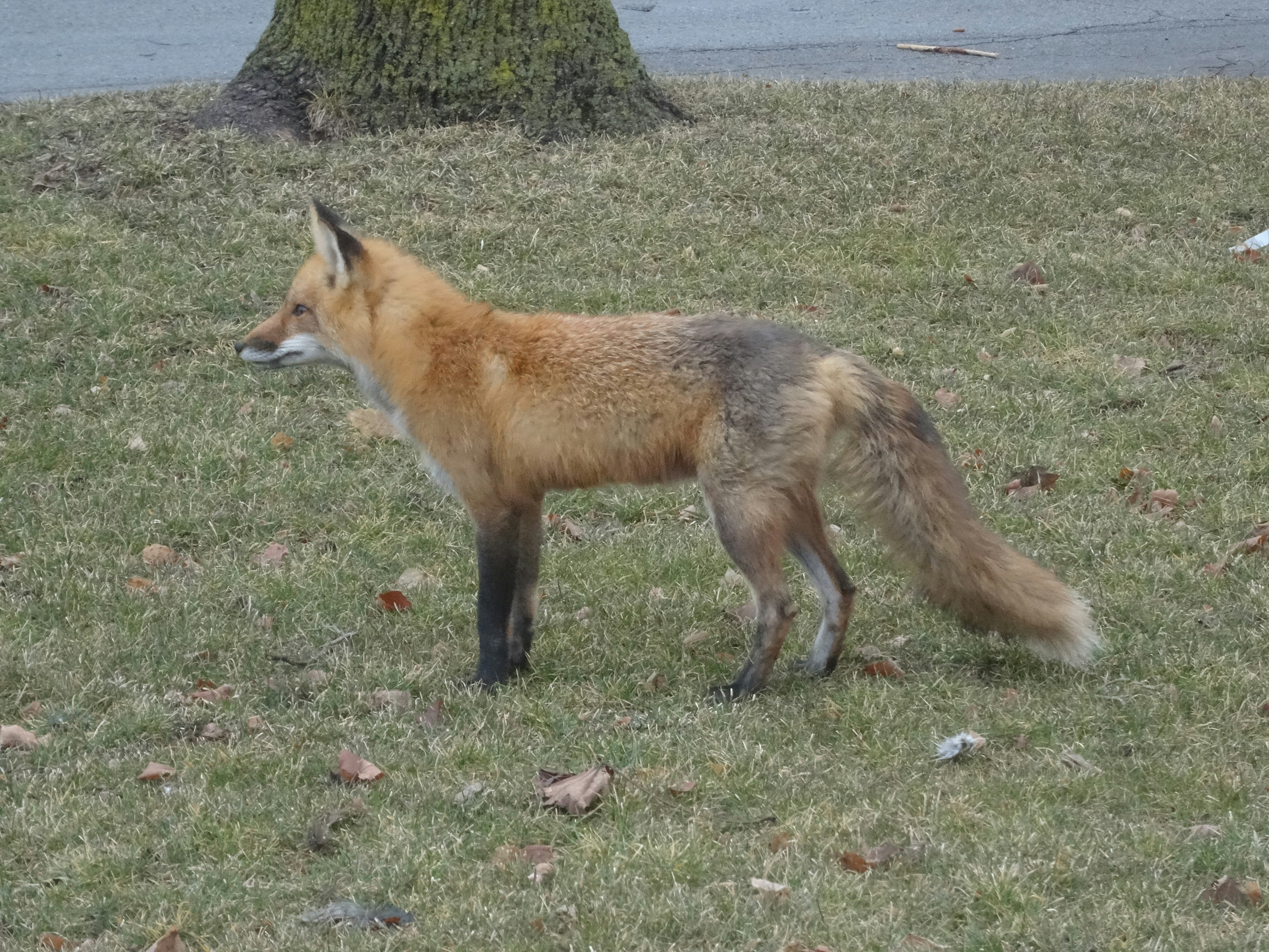 Fleet-footed Red Fox Across a Dappled Park Lawn