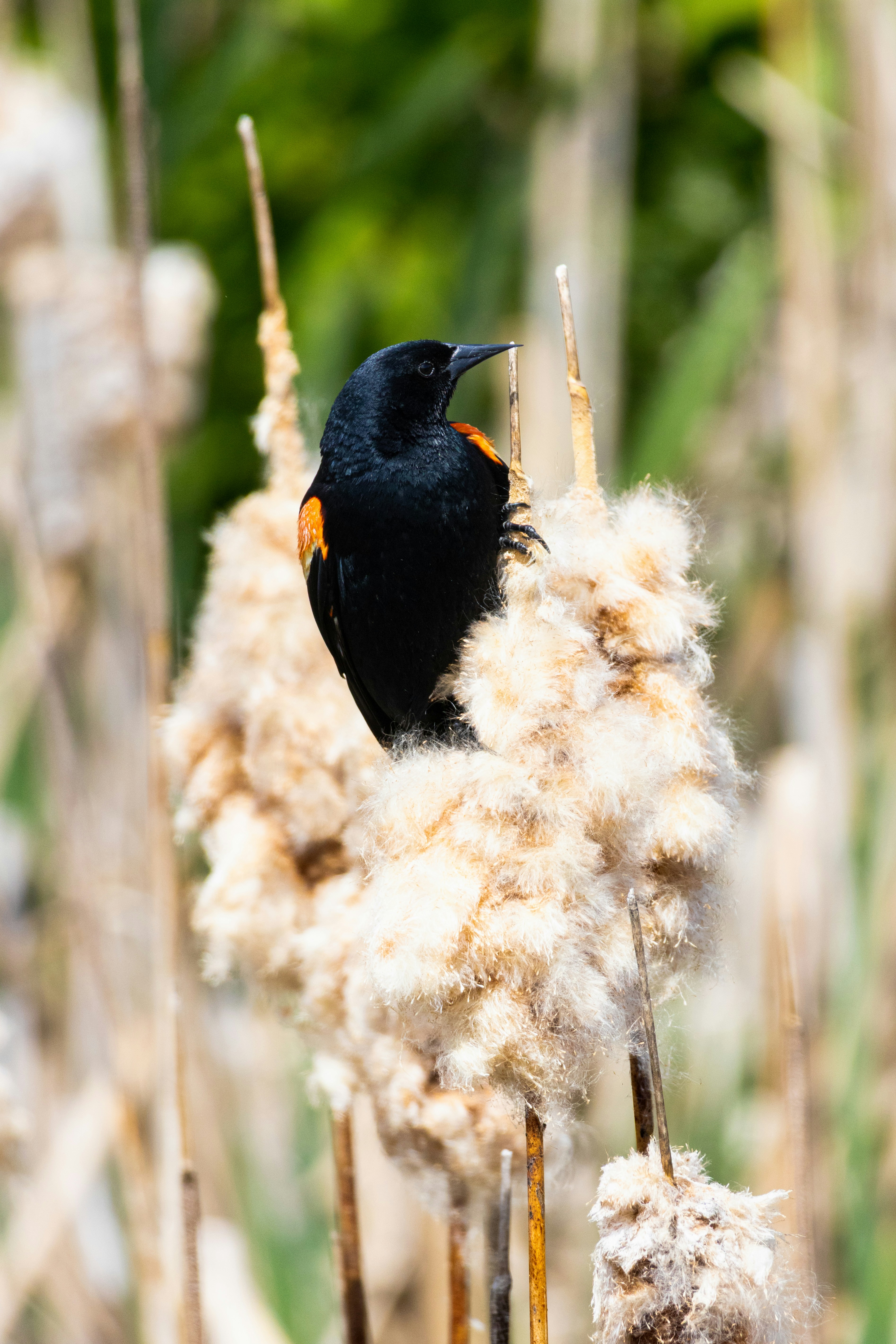 Black Bird on Silk-Soft Cattails