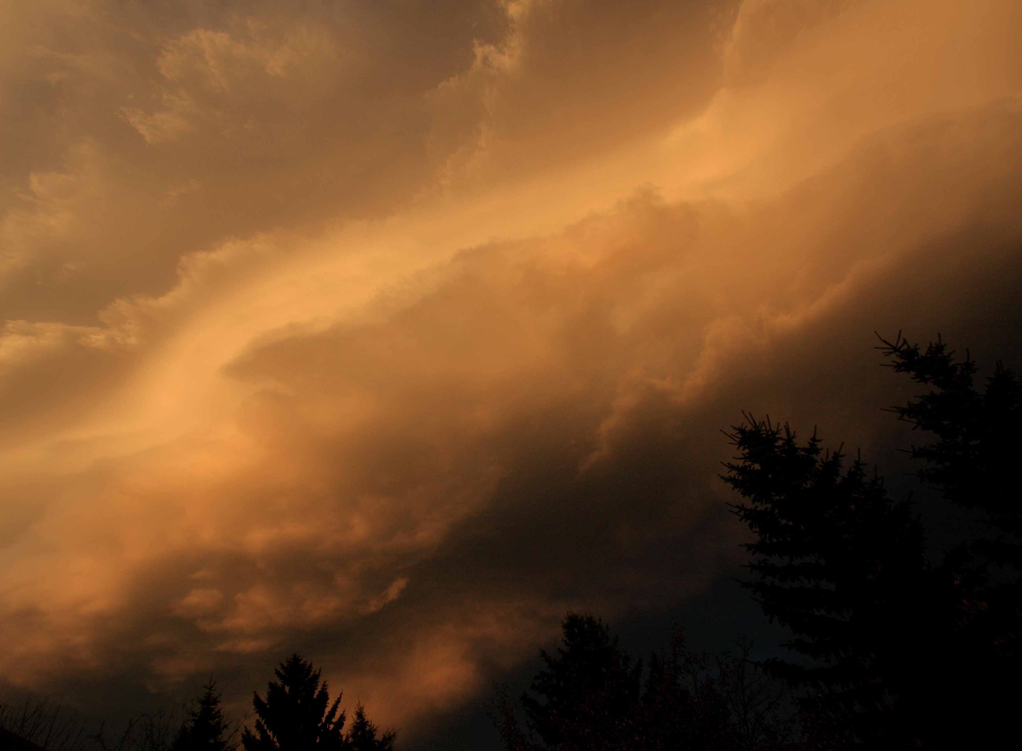 Golden Crest Over Dark Pines at Dusk