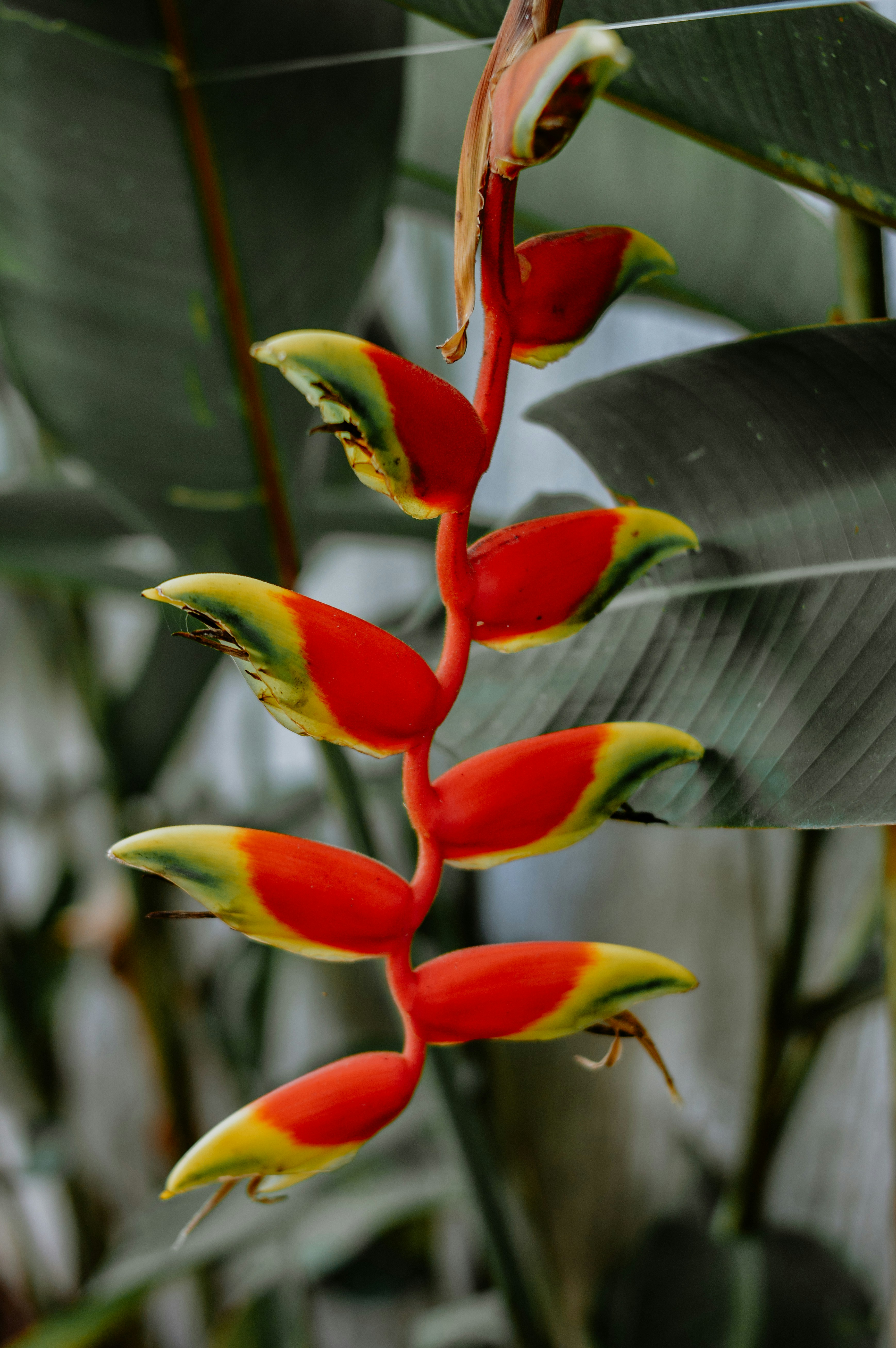 Vertical Helix of Flame: Heliconia Stem Rising Through Tropical Foliage