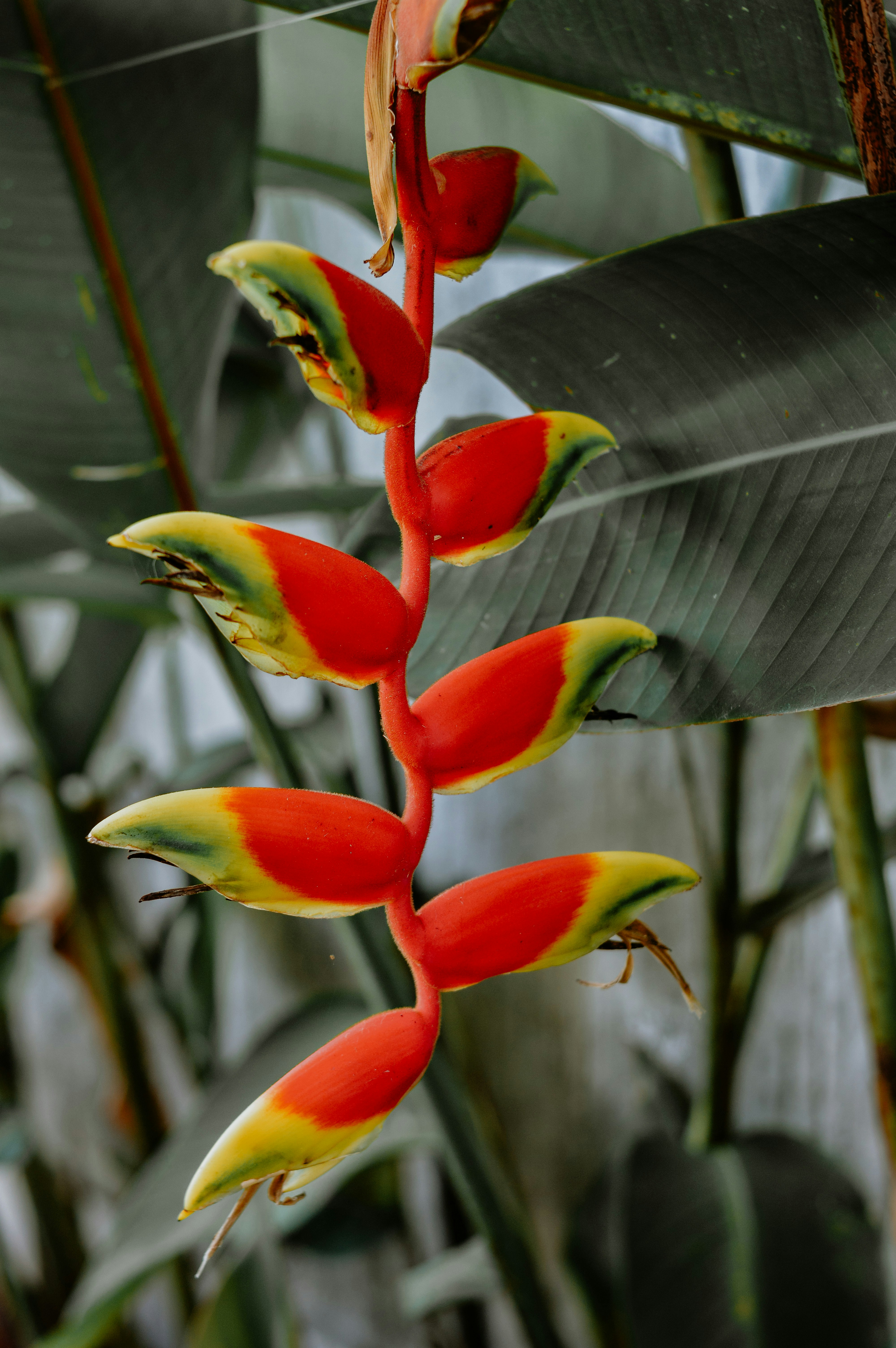 Red Heliconia Spike Rising Through Tropical Foliage