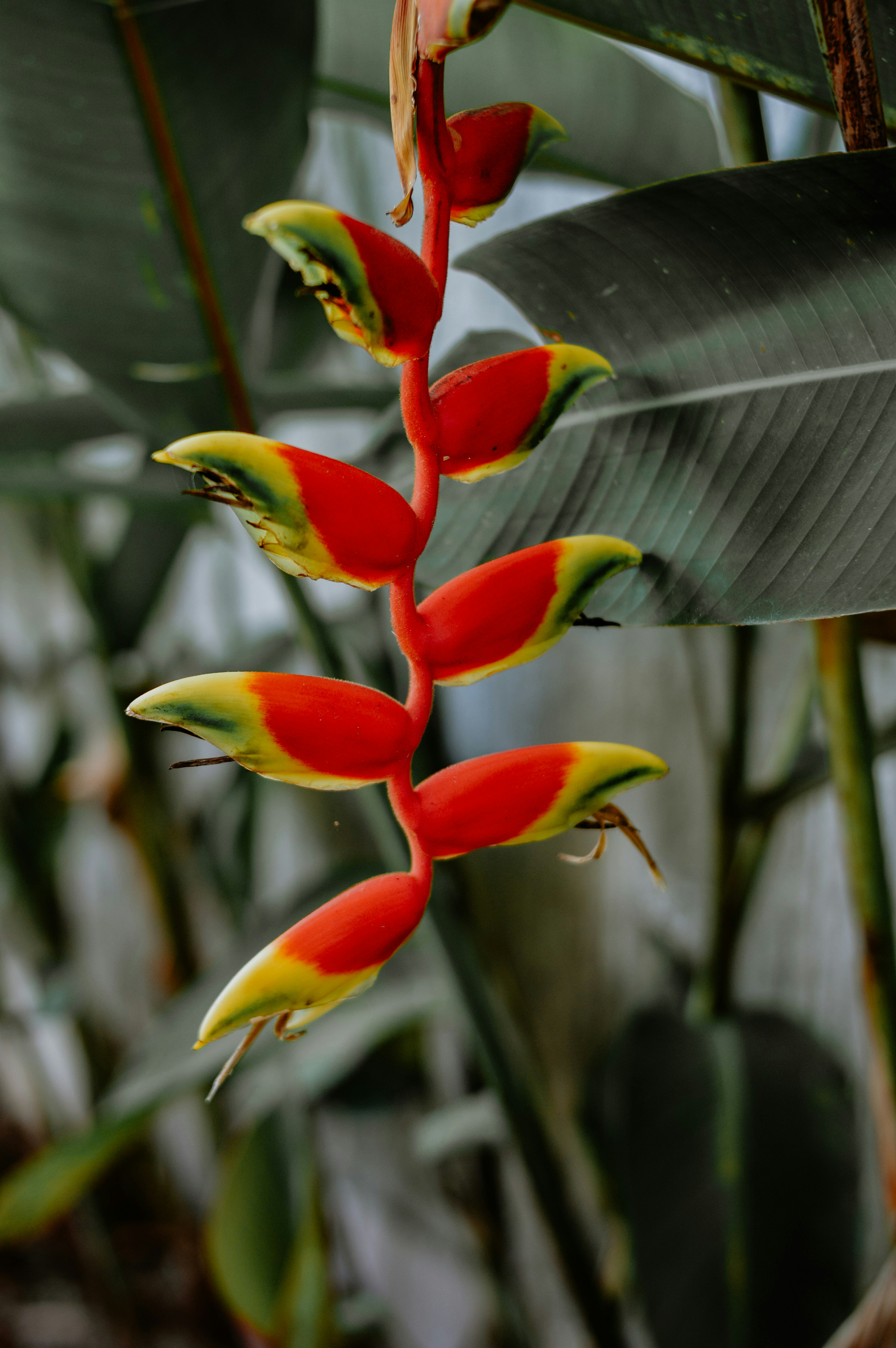 Vibrant Helix: Heliconia Blossom Dangling Through Tropical Foliage