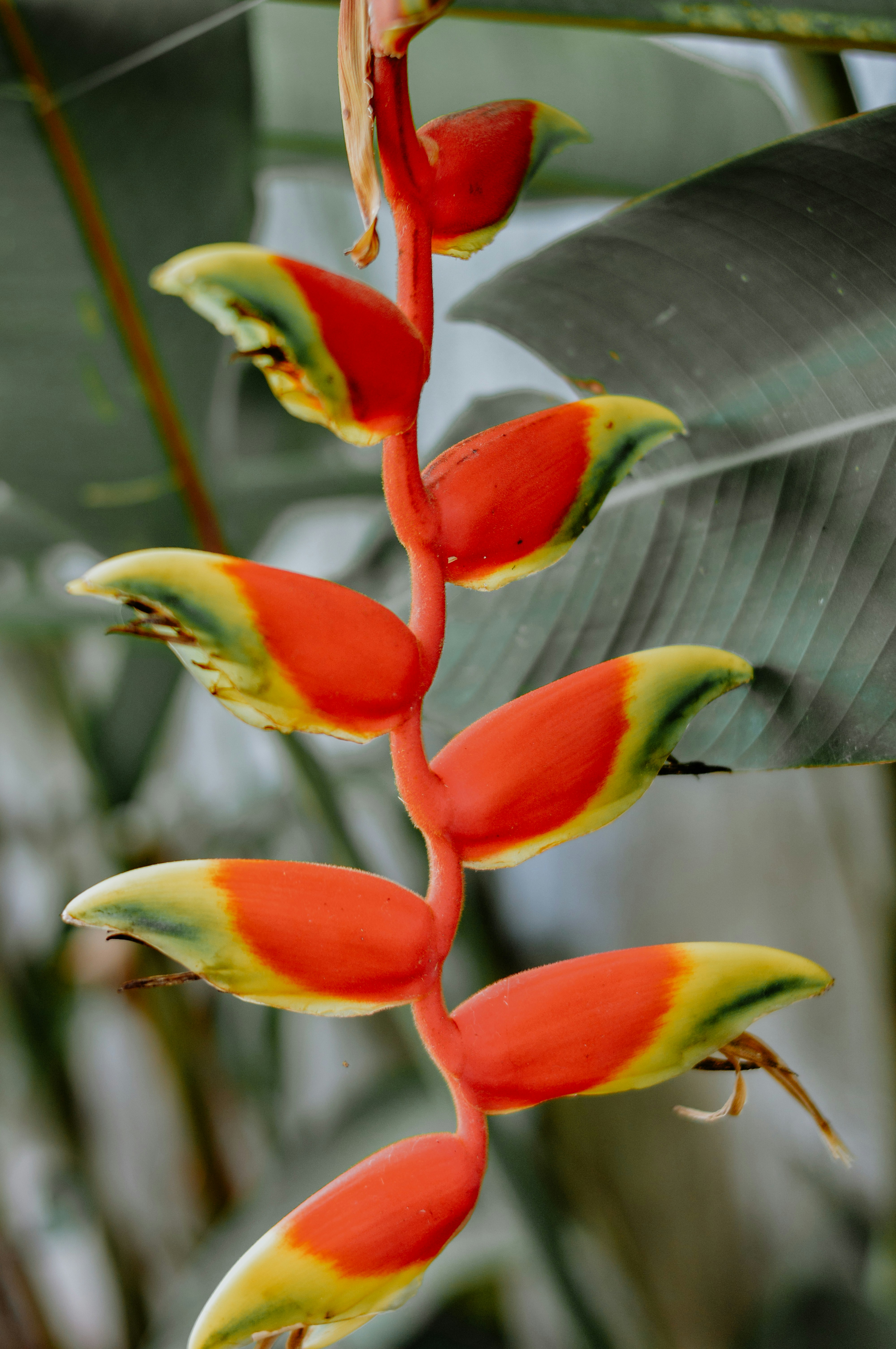 Vertical Helix of Flaming Petals
