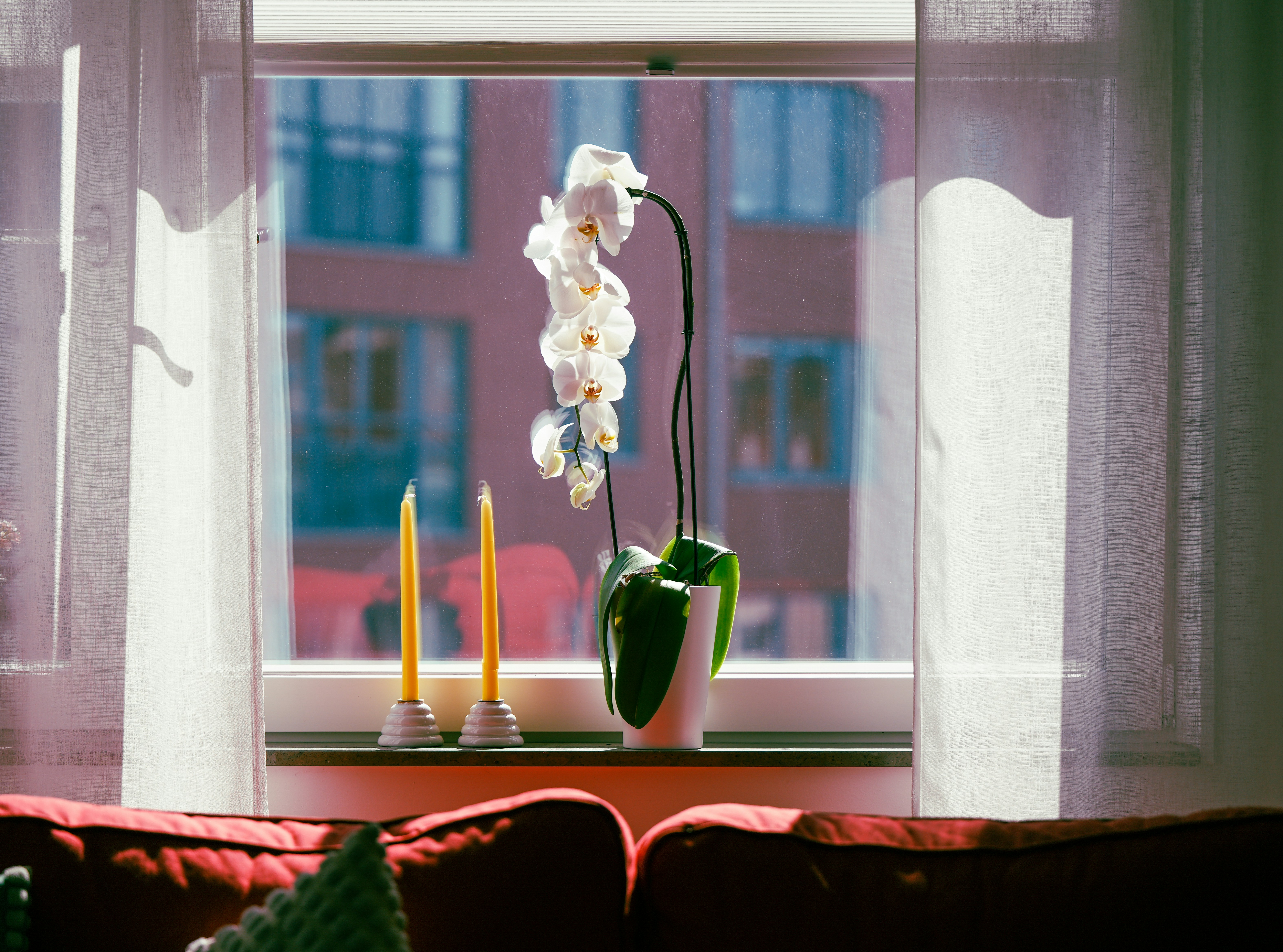 Orchid in Soft Morning Light Framing a Sunny Window