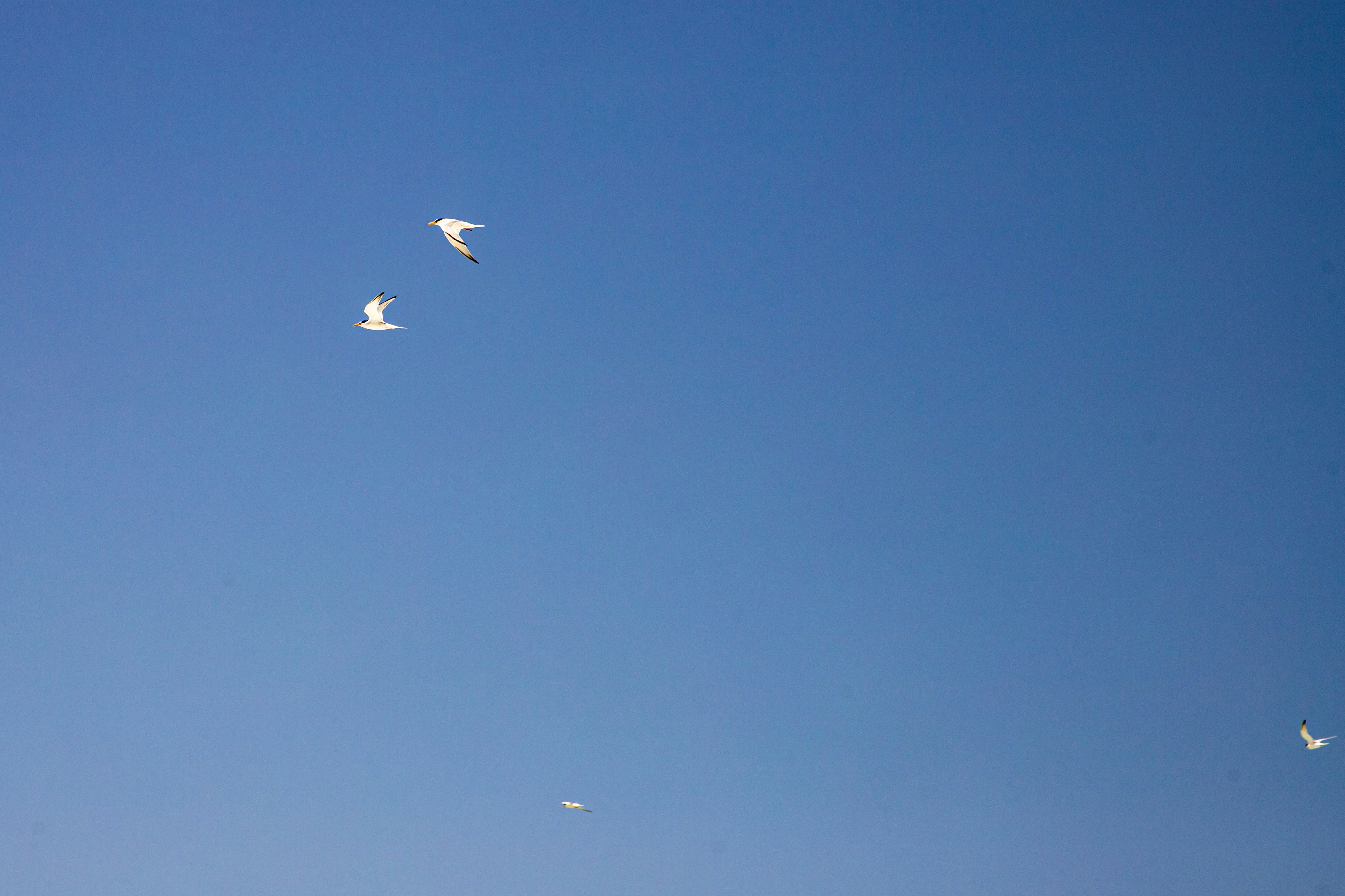 Mid-Flight Silhouettes: A Flight of Quiet White