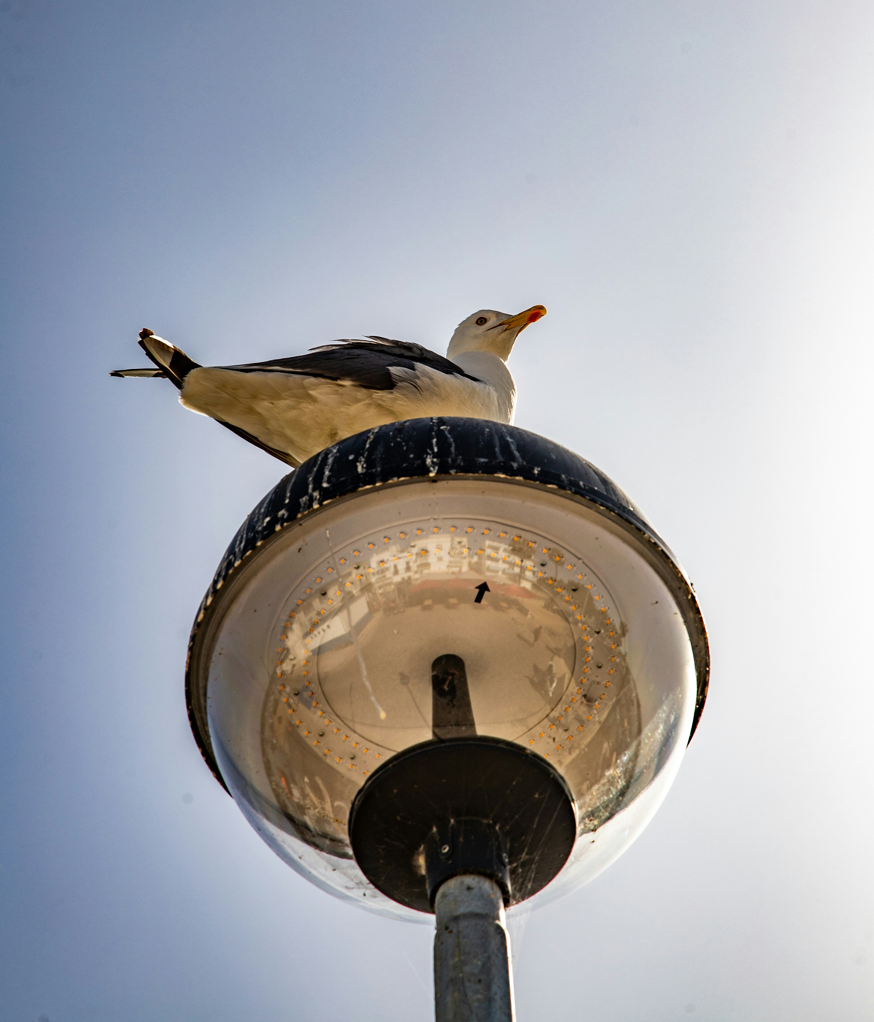 Seabird Sentinel on a Glassy Lantern