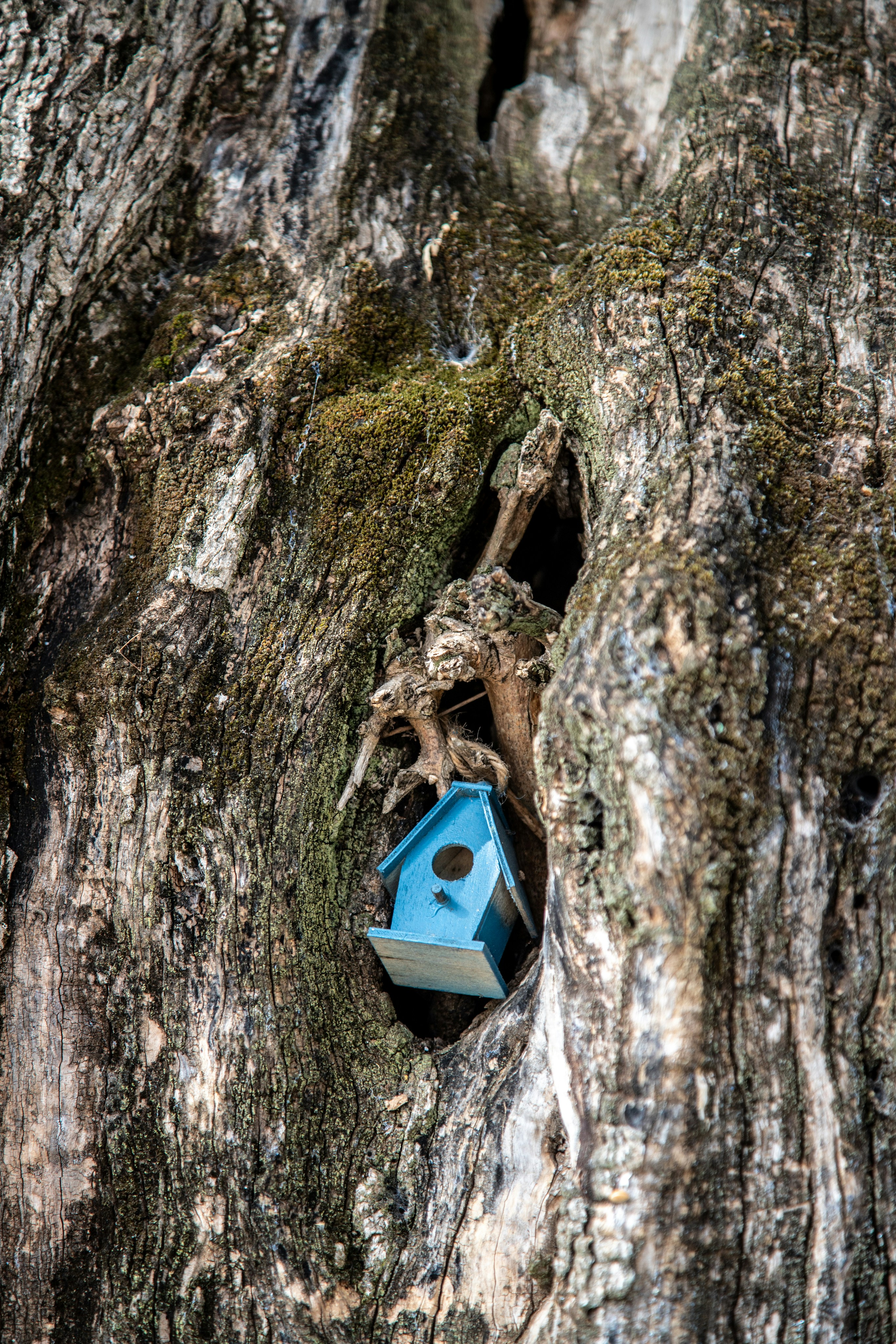 Blue Birdhouse Nestled in the Tree Trunk Hollow
