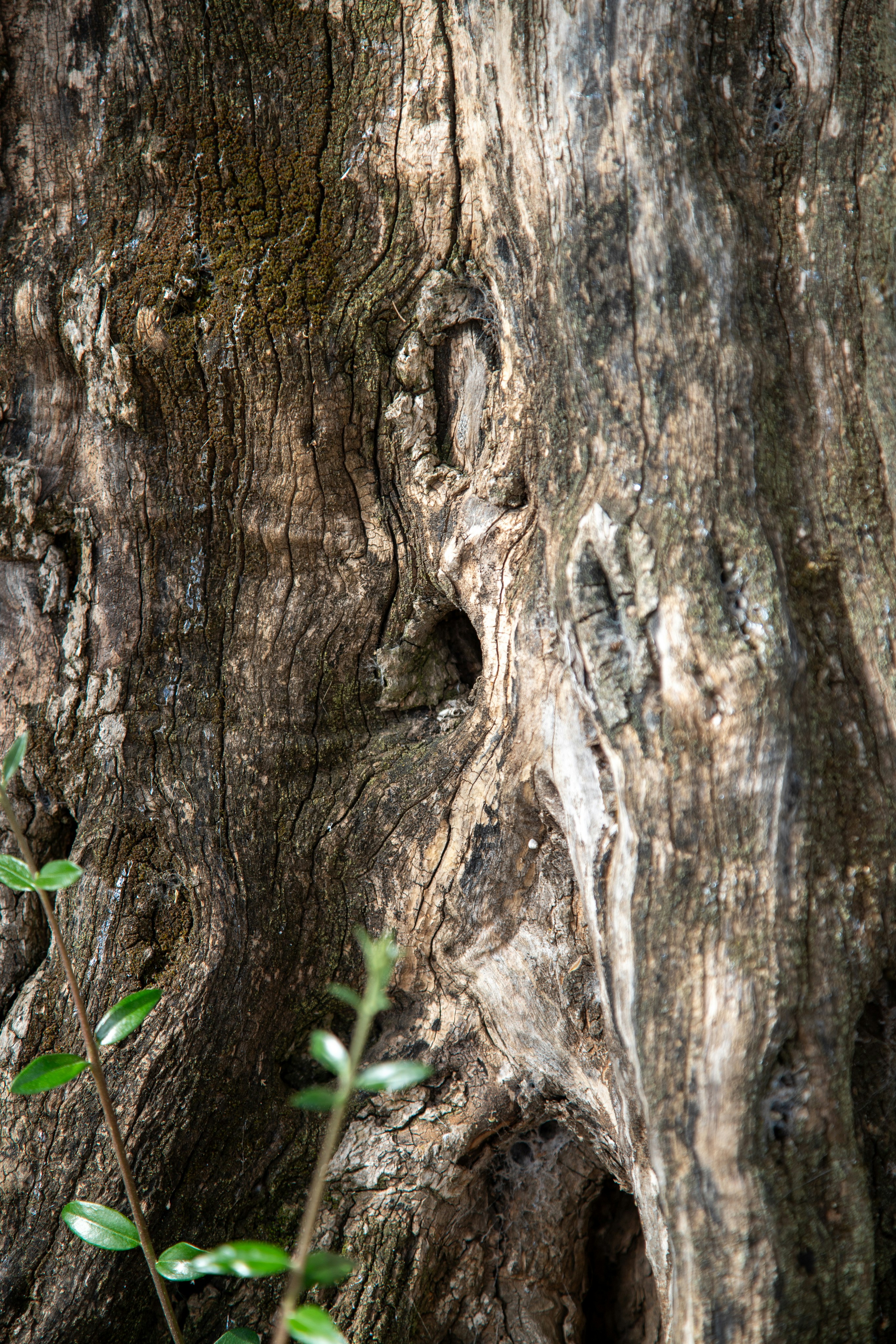 Weathered Trunk: Sunlit Axis of Cracks and Moss