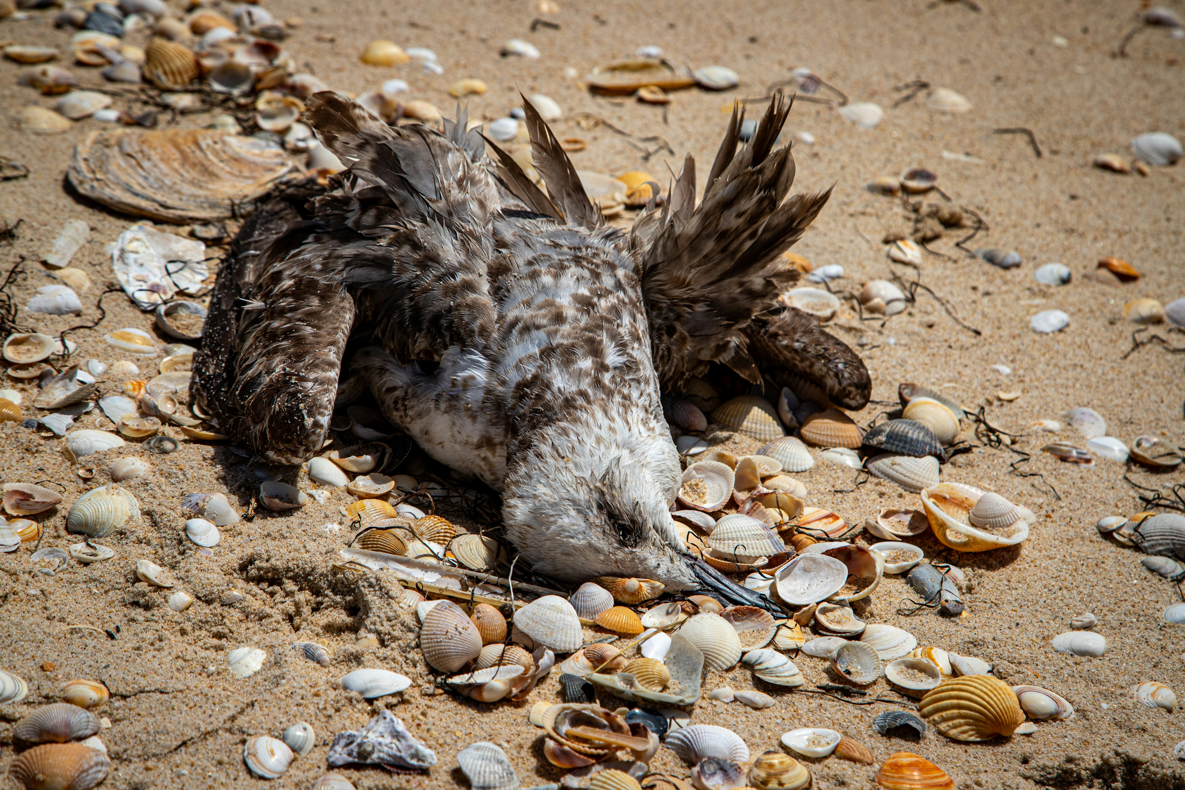 Seabird's Rest Among Pebbled Sands