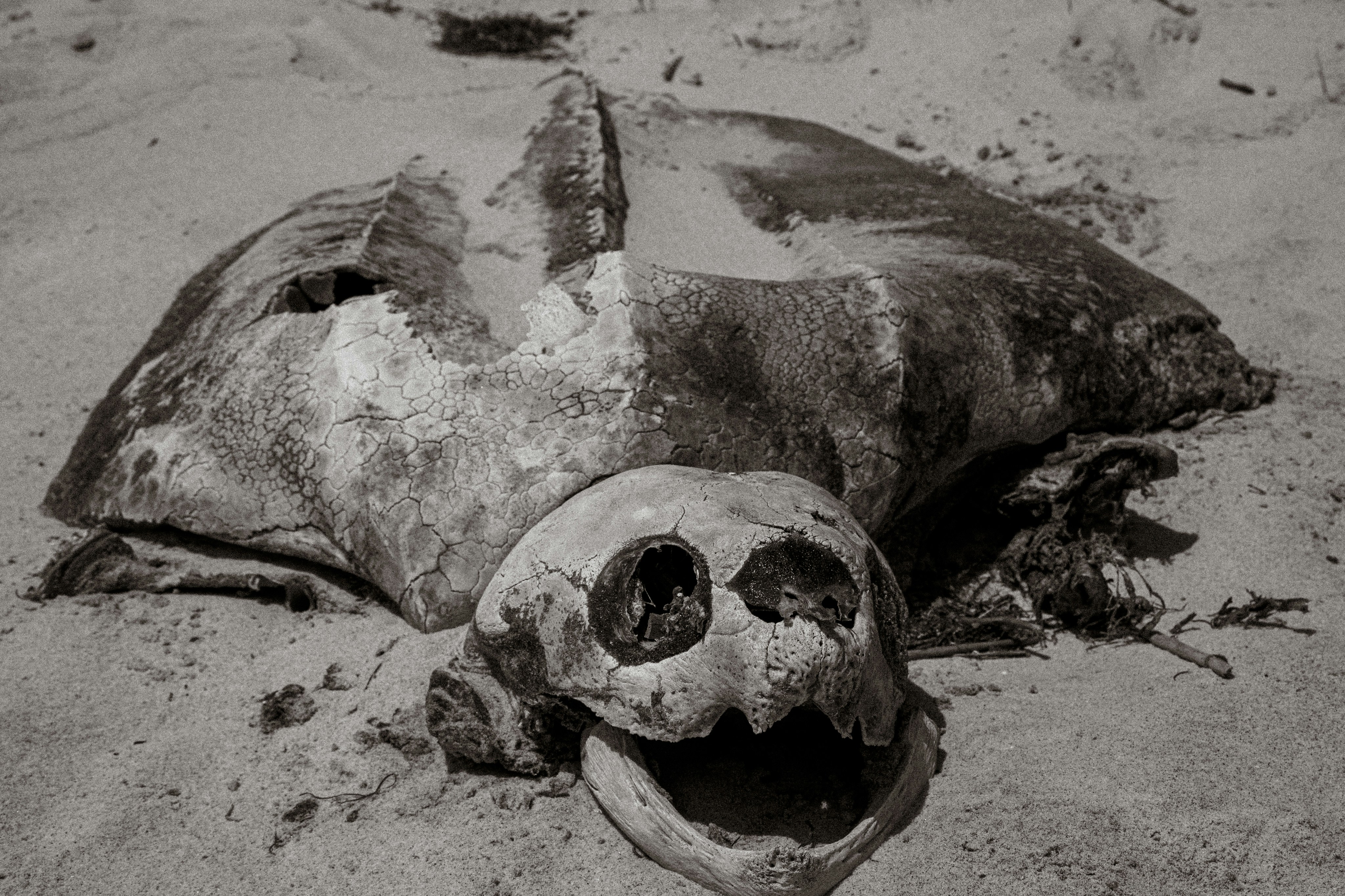 Shoreline Remains: A Weathered Skull Half-Buried in Sand