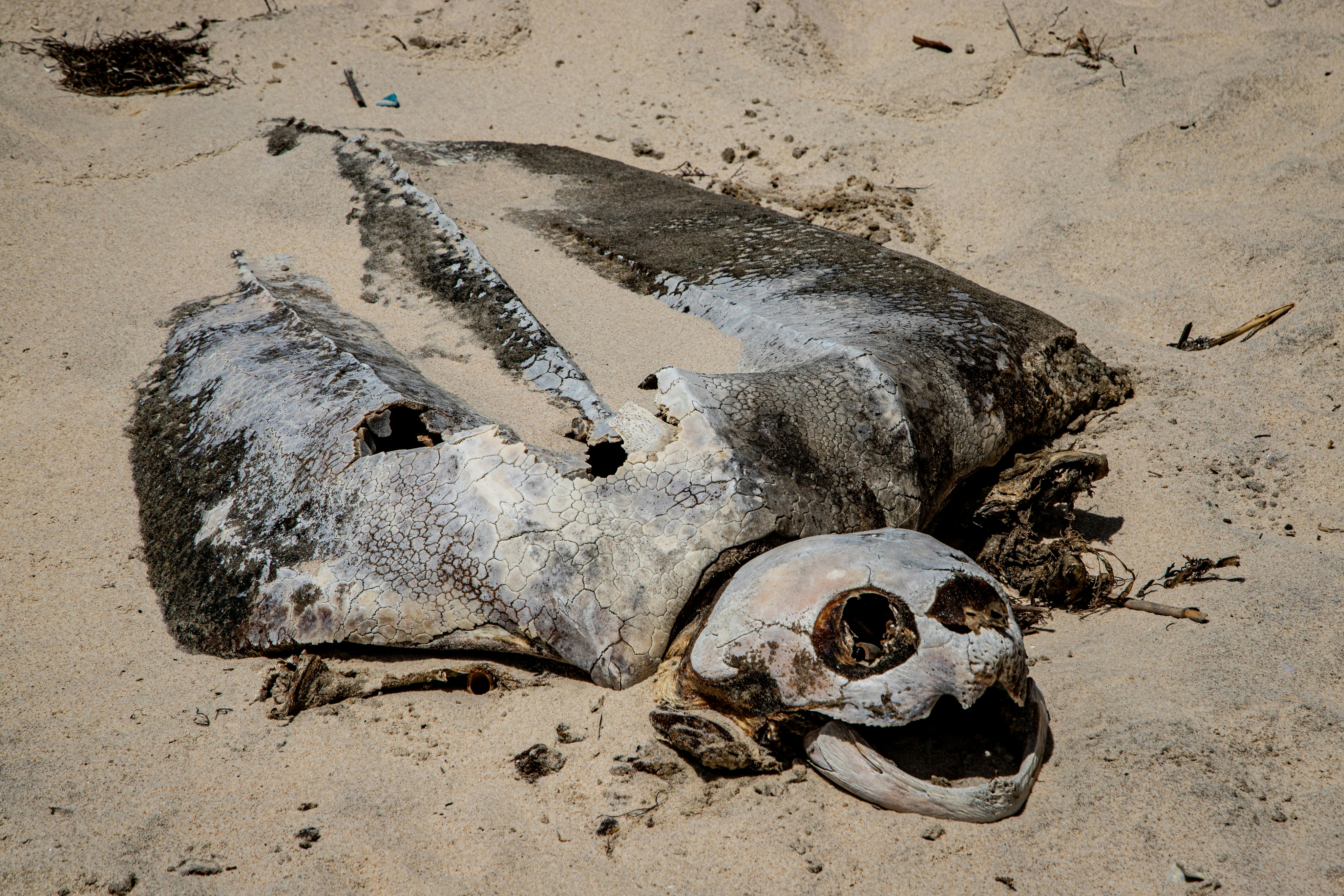 Weathered skull rests on sunlit sand, with a cracked, elongated bone fragment nearby, evoking a stark marine desolation.