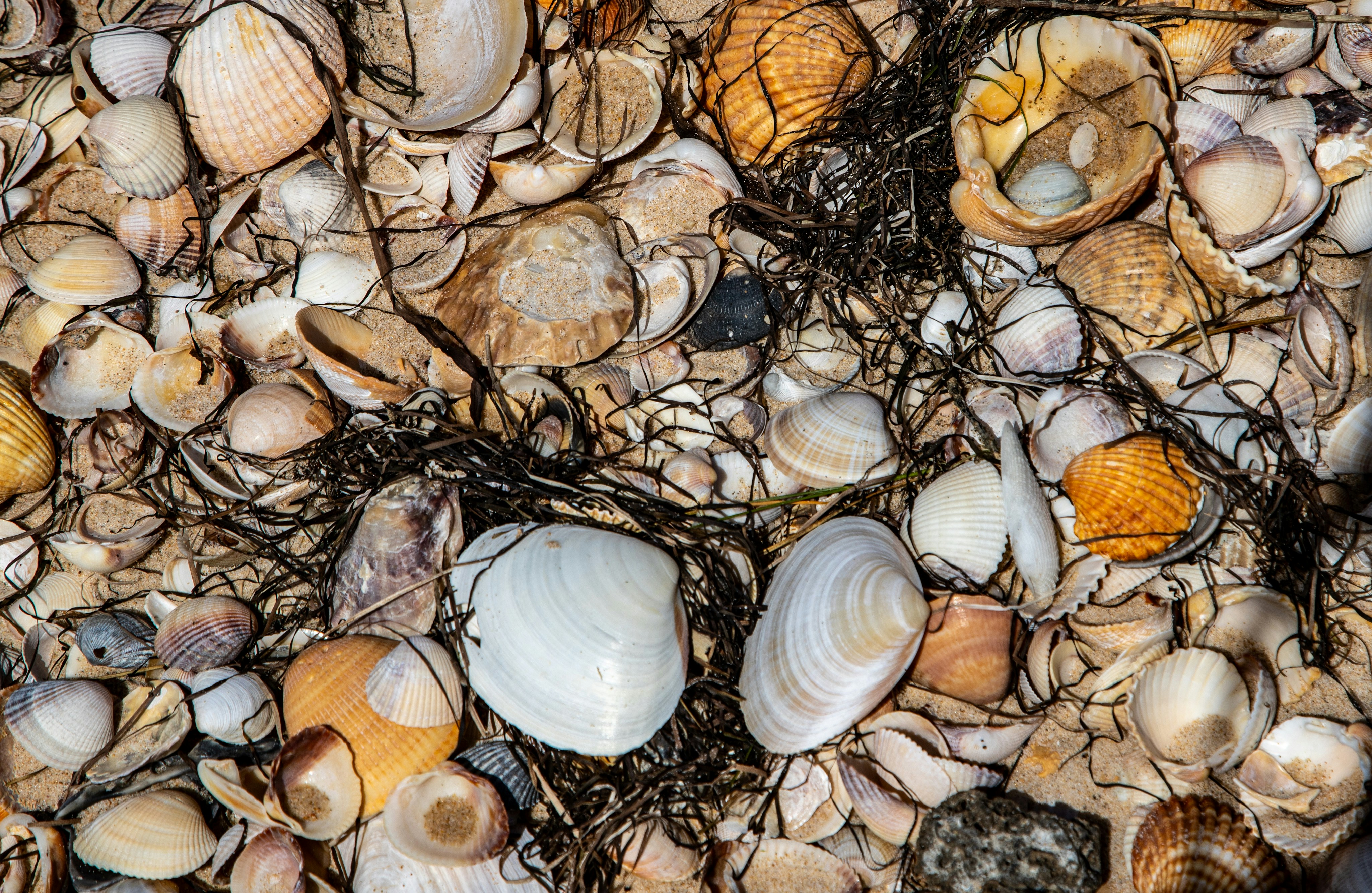 Sea of Seashells: a Coastal Mosaic of Color and Texture