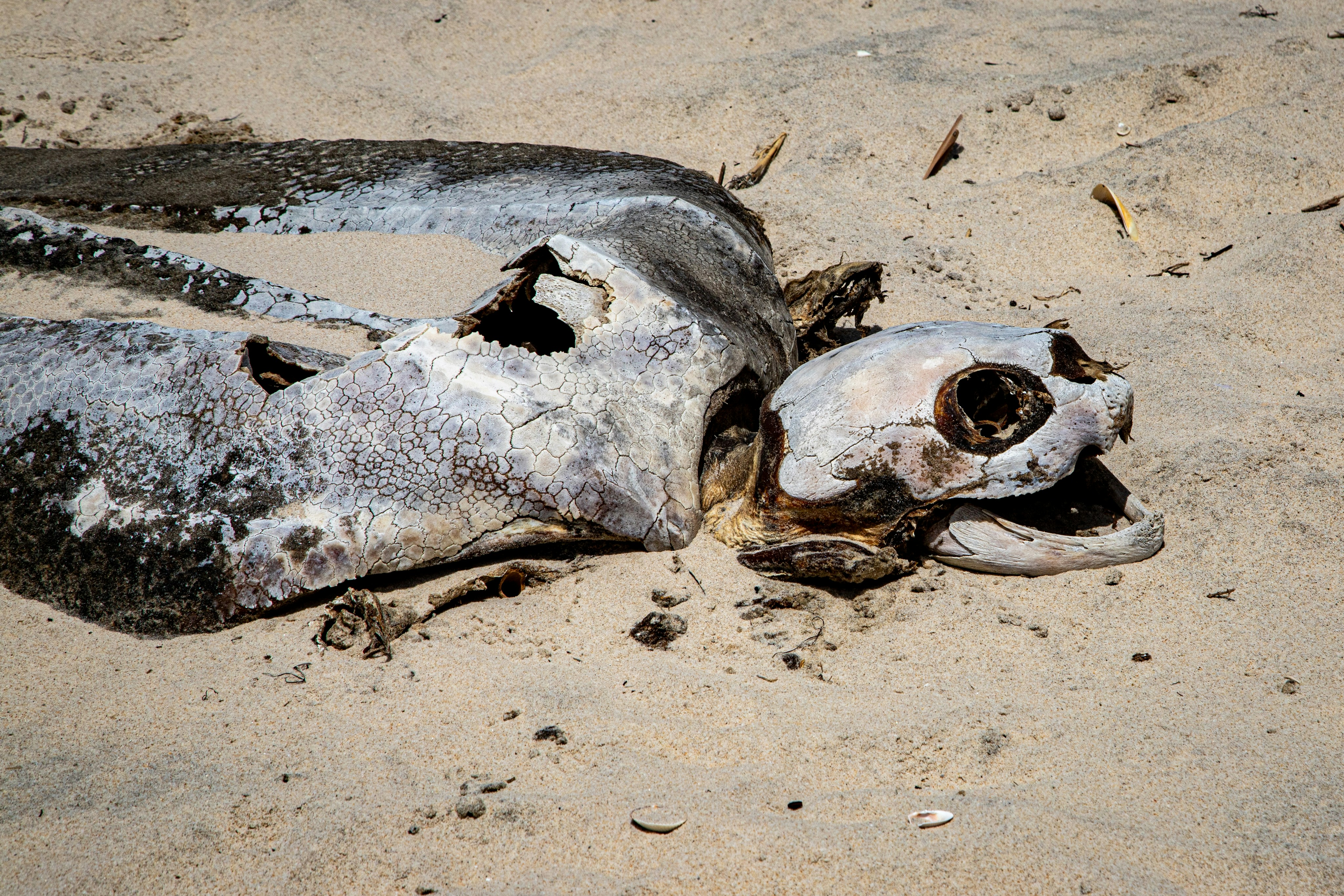 Skeletal shoreline: a shattered carcass resting in sand