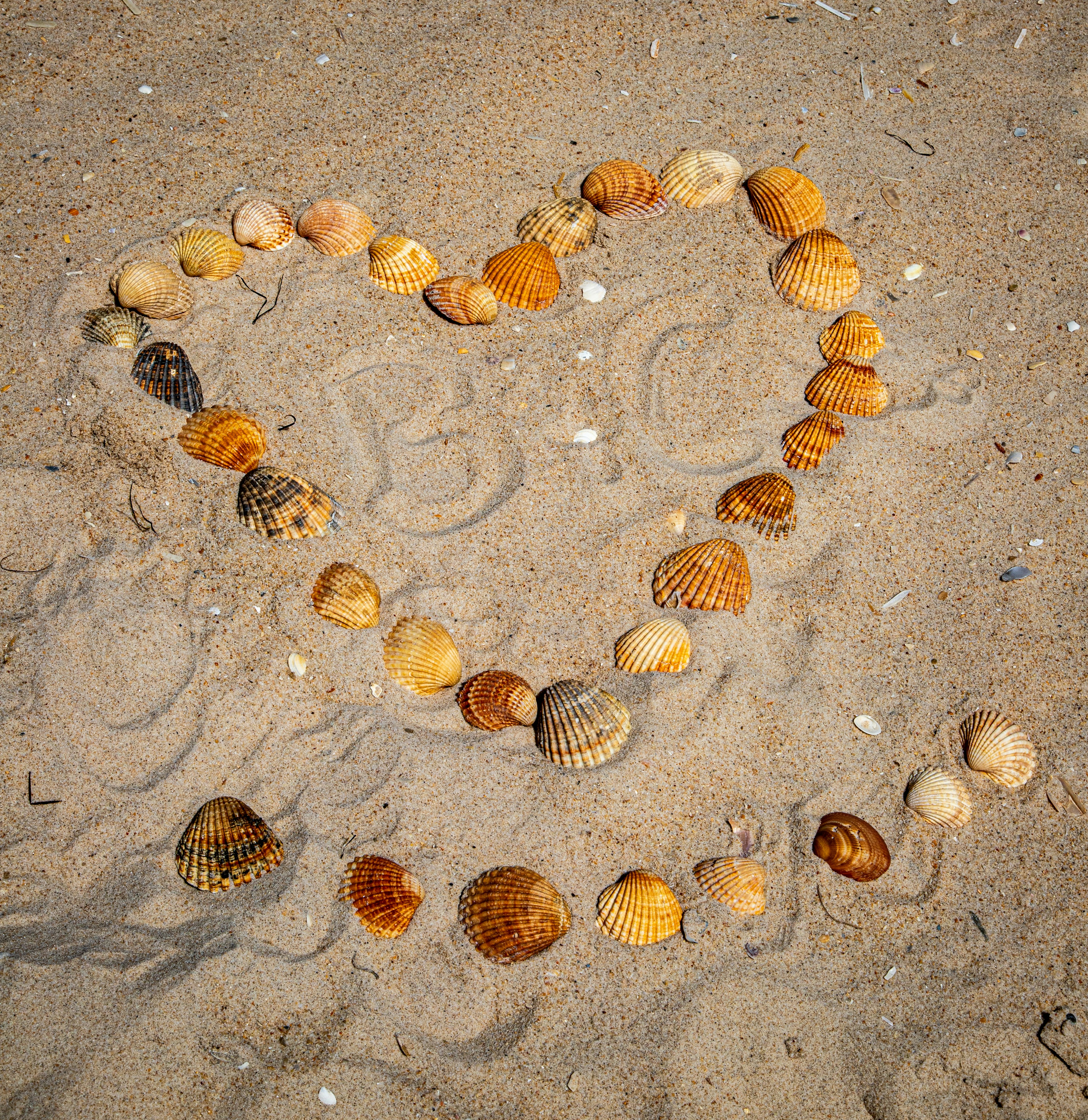 Shell Heart on Sandy Canvas
