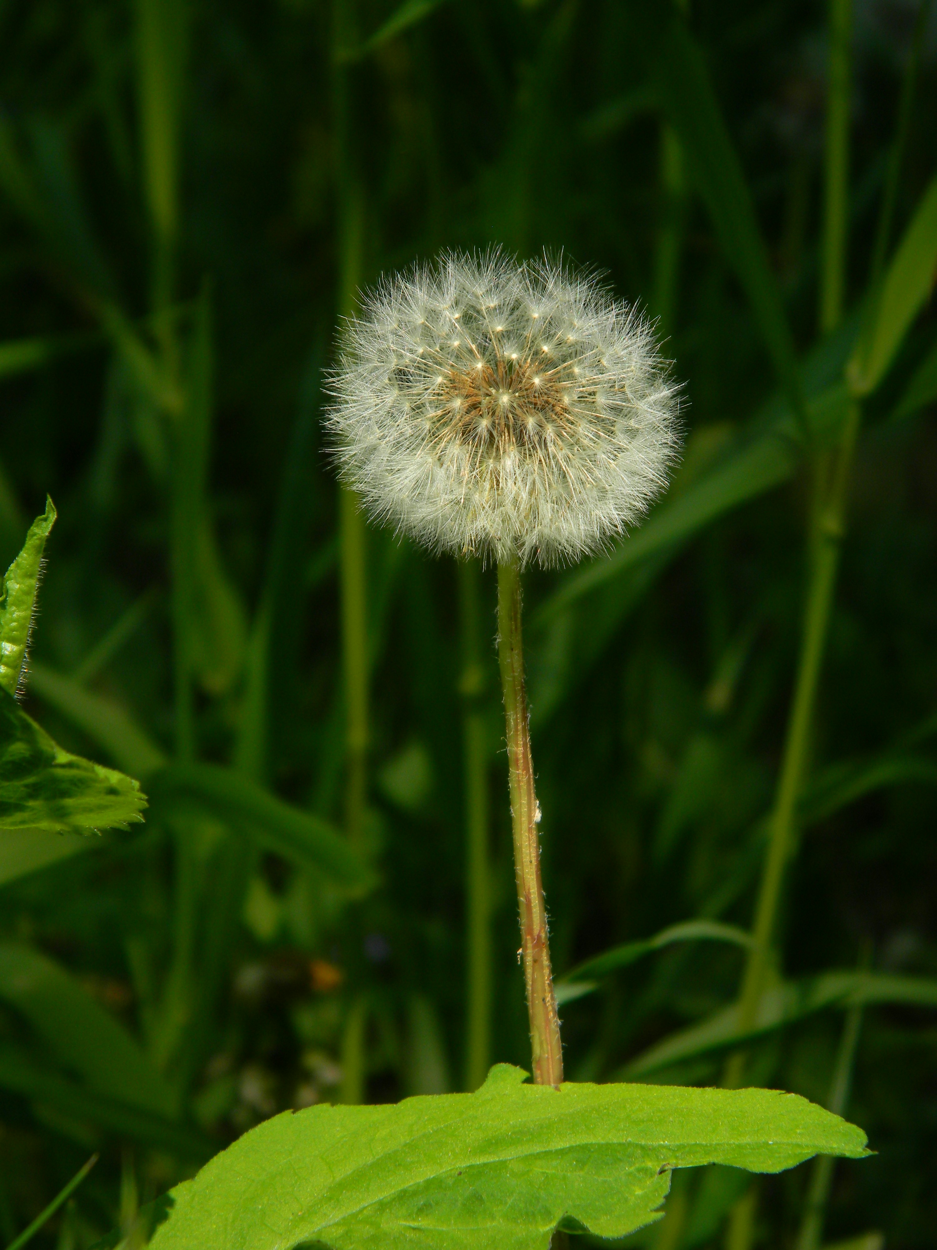 Dandelion Crown: A solitary seedball Reaches for Light