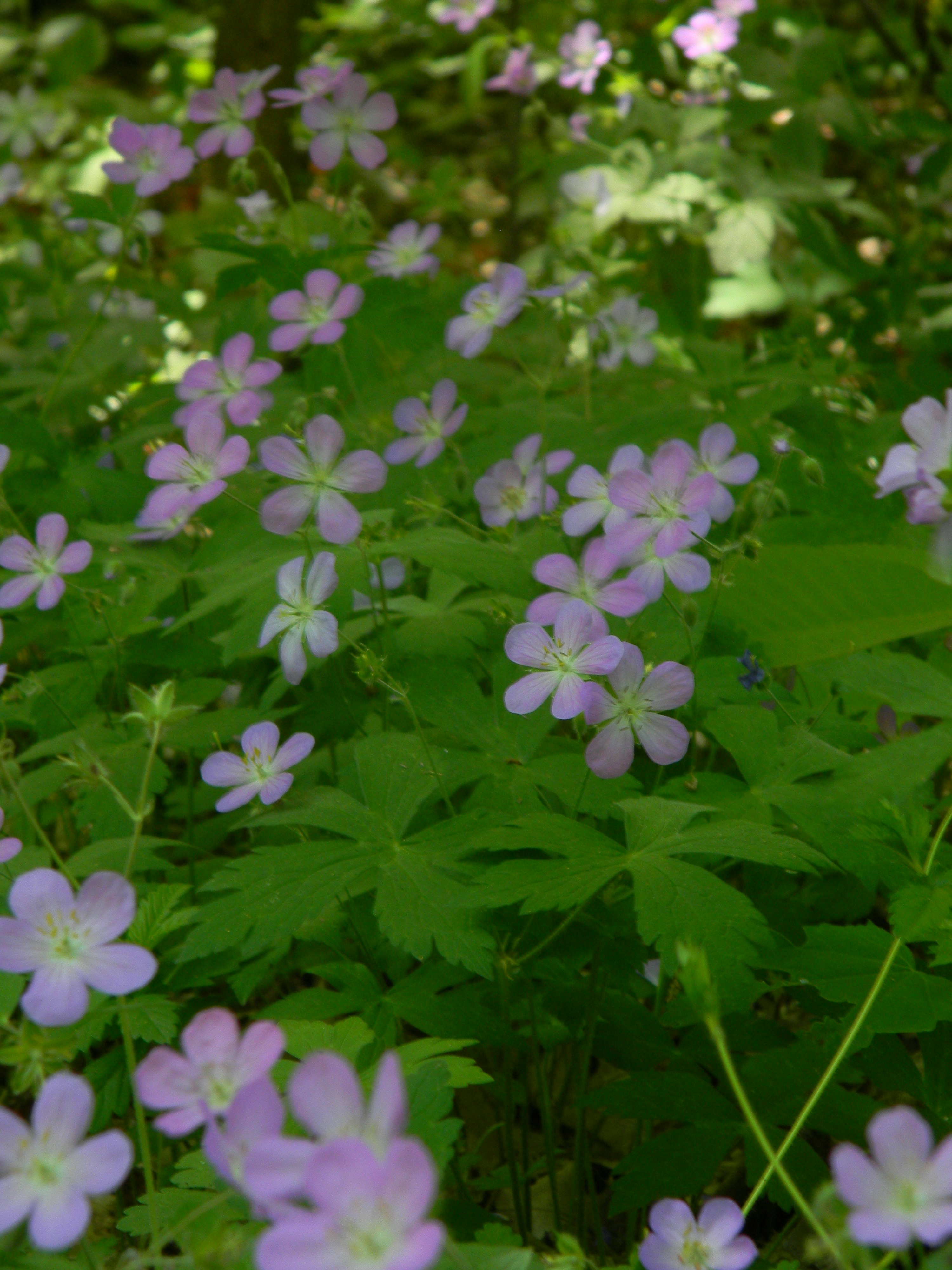 Lavender Meadow in Dappled Shade