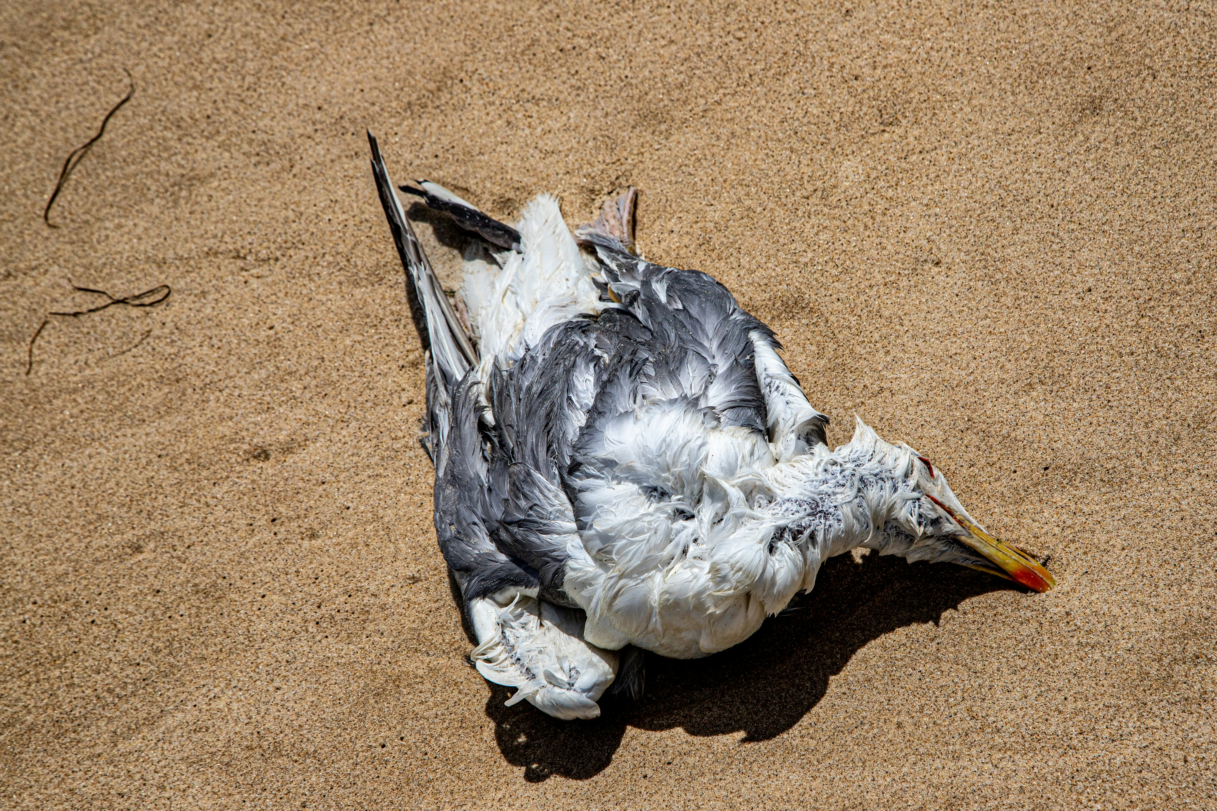 Storm-Battered Gull Resting on Sunlit Sand
