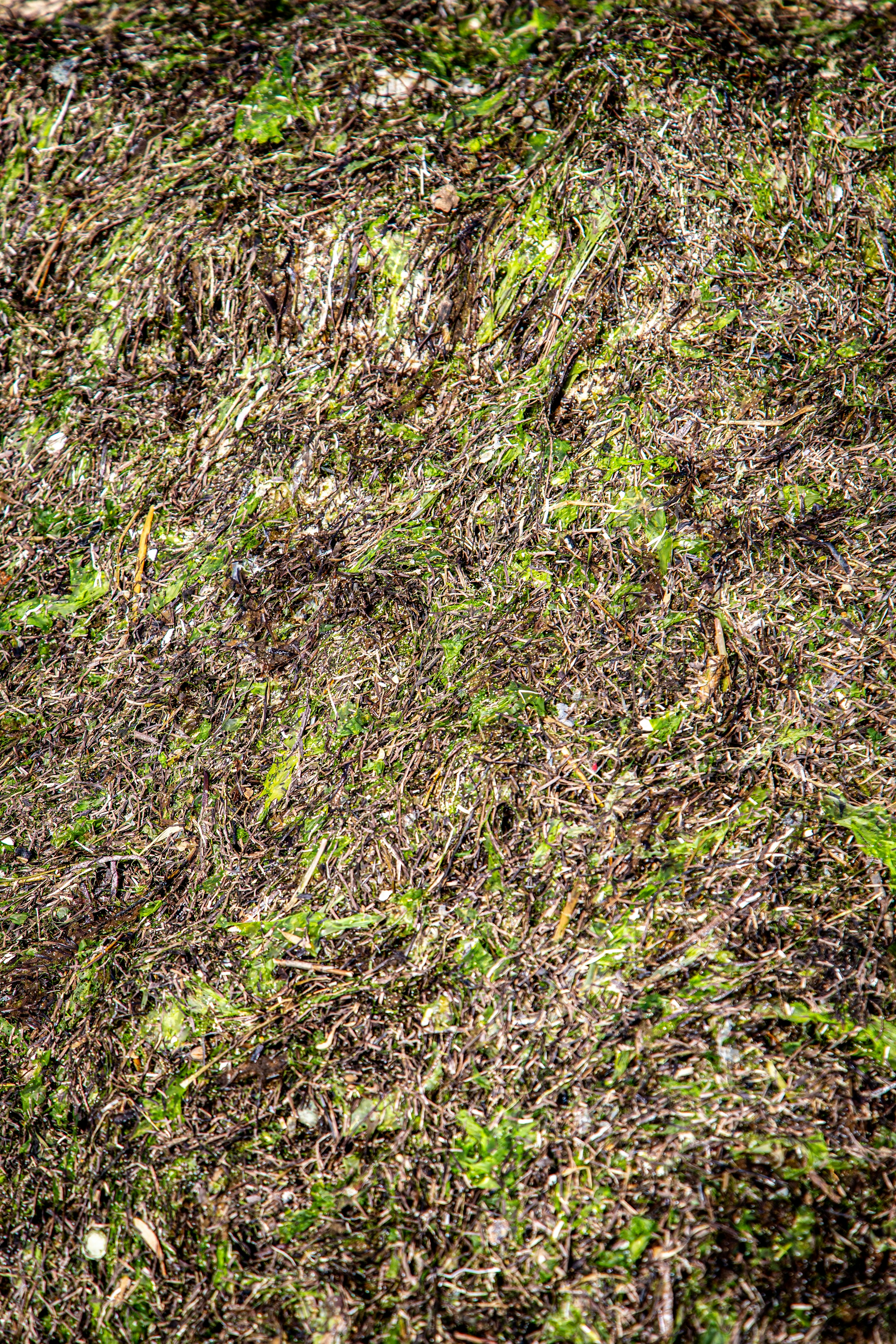 Mossy Forest Floor: Close-Up of Earthy Texture and Plant Debris