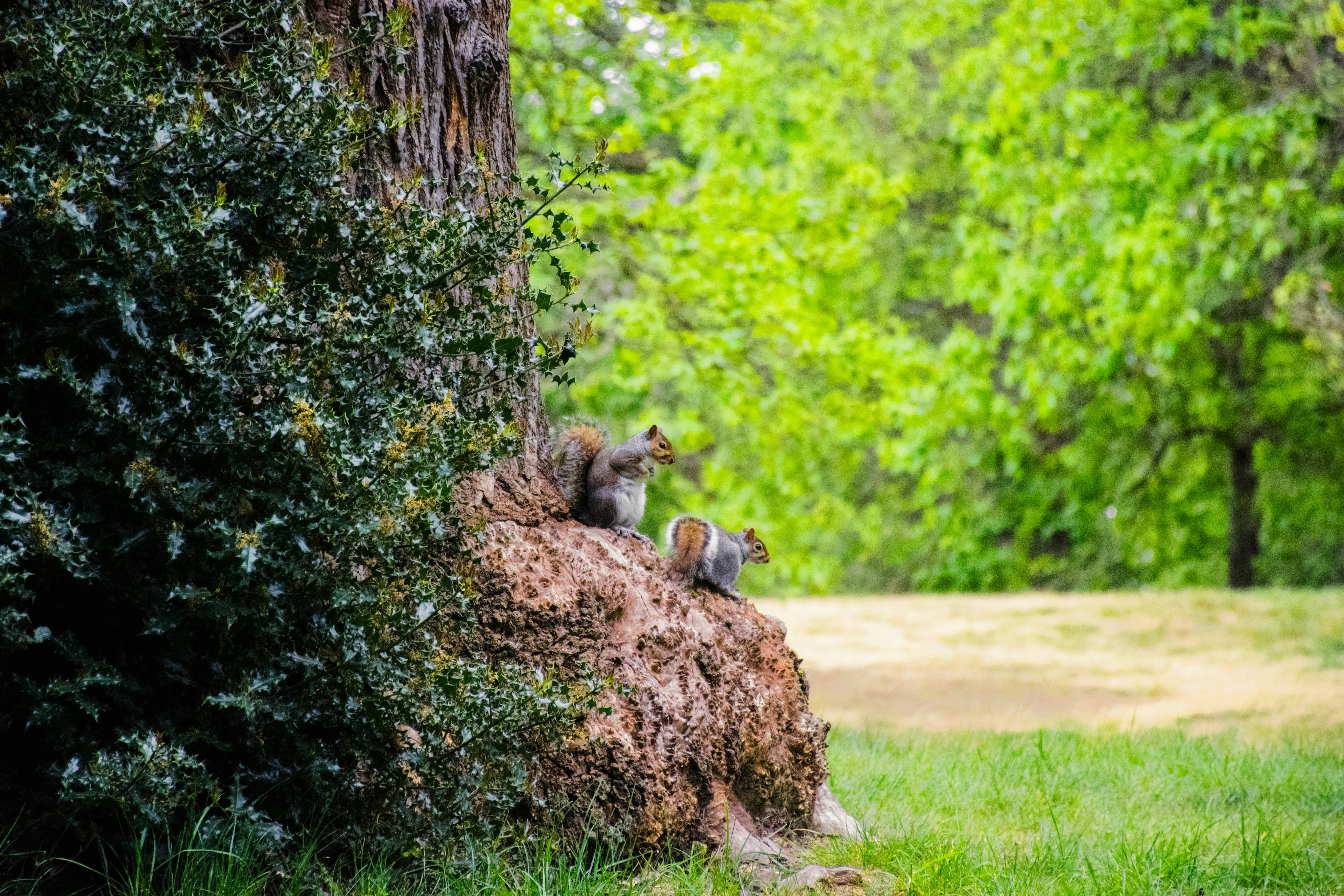 Squirrels at the Base of a Mossy Tree