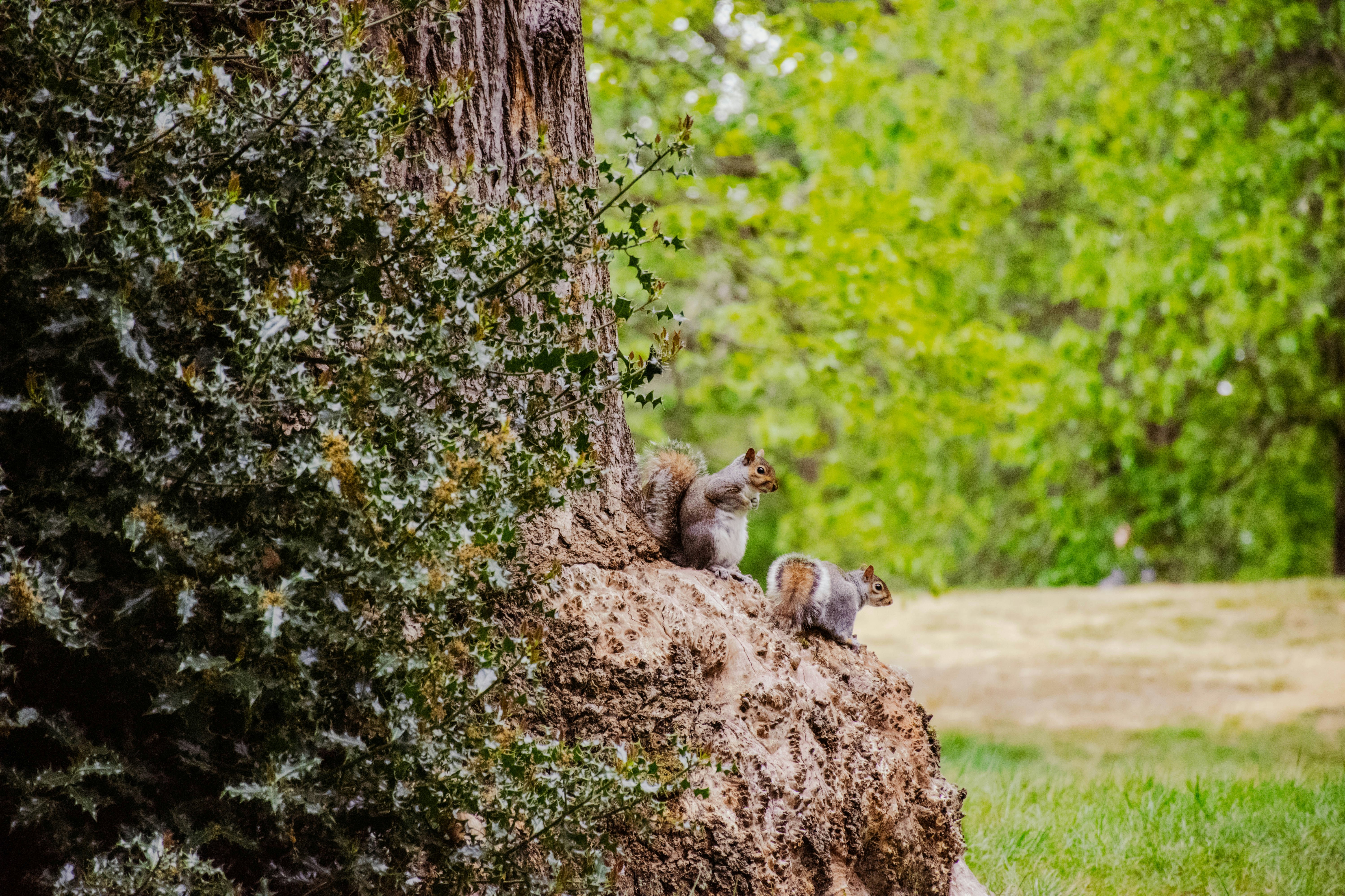 Squirrel Sentinel of the Trunk