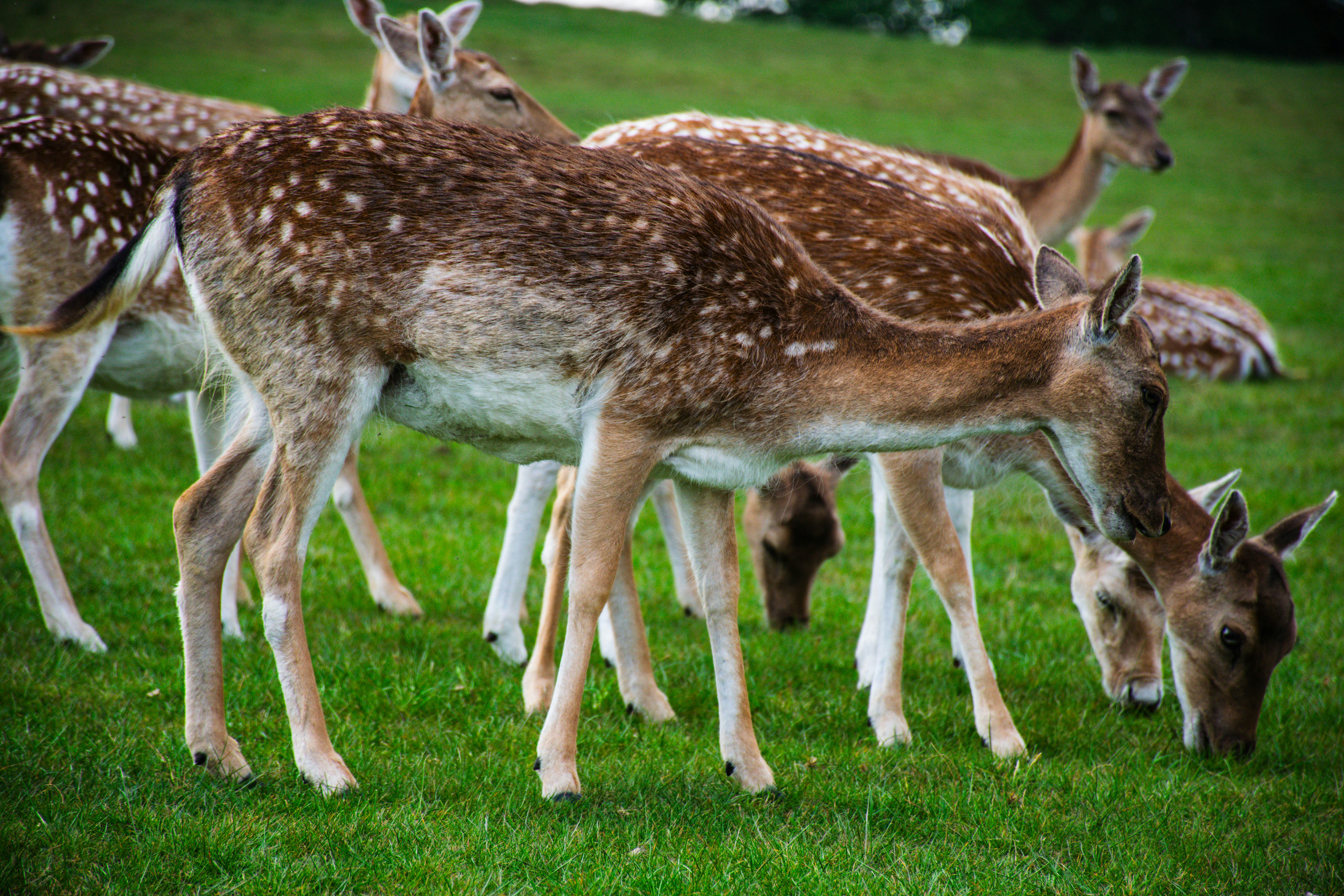 Several spotted deer grazing in a lush green field.