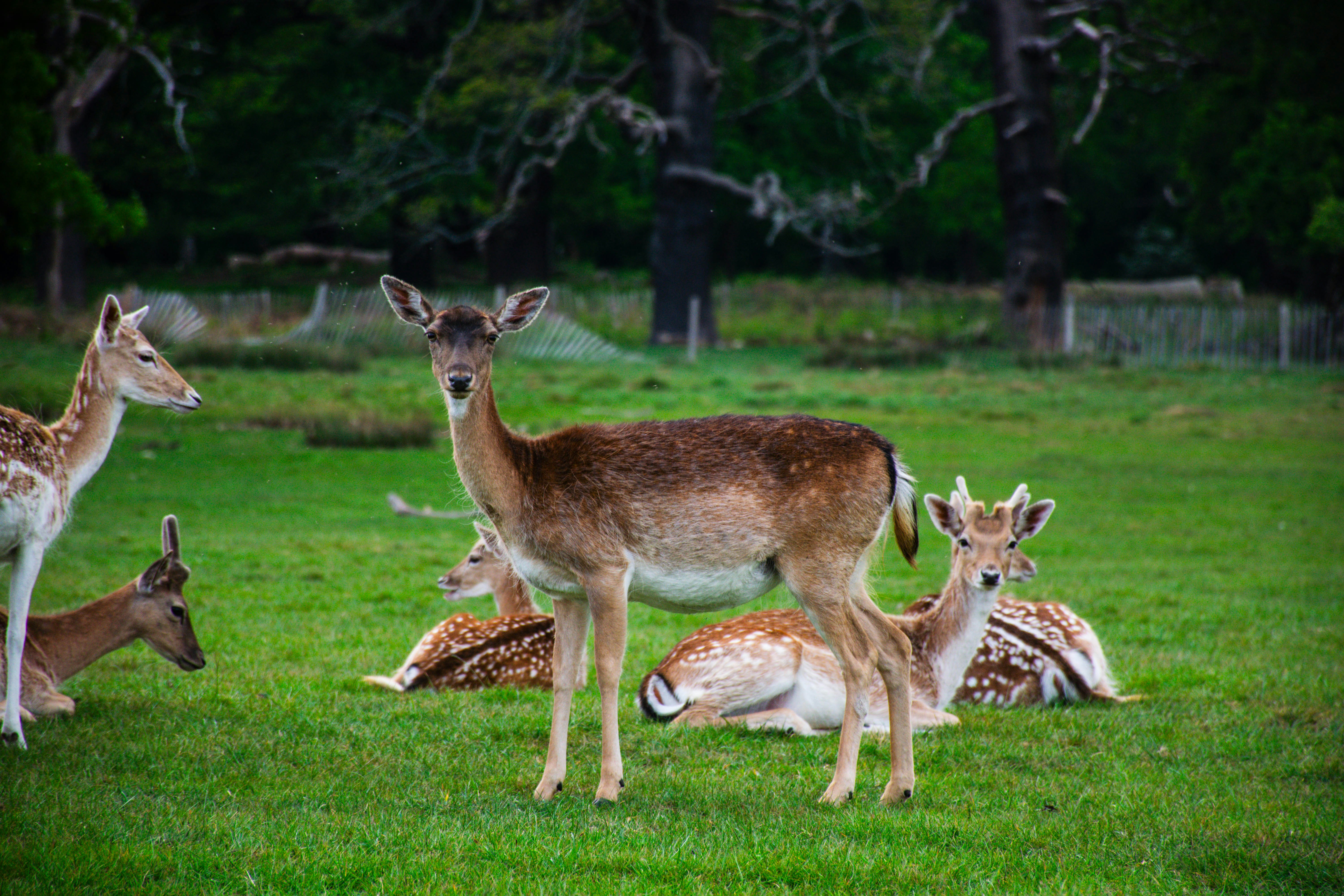 Versed in the Meadow: A Leadership of Deer Resting beneath the Trees