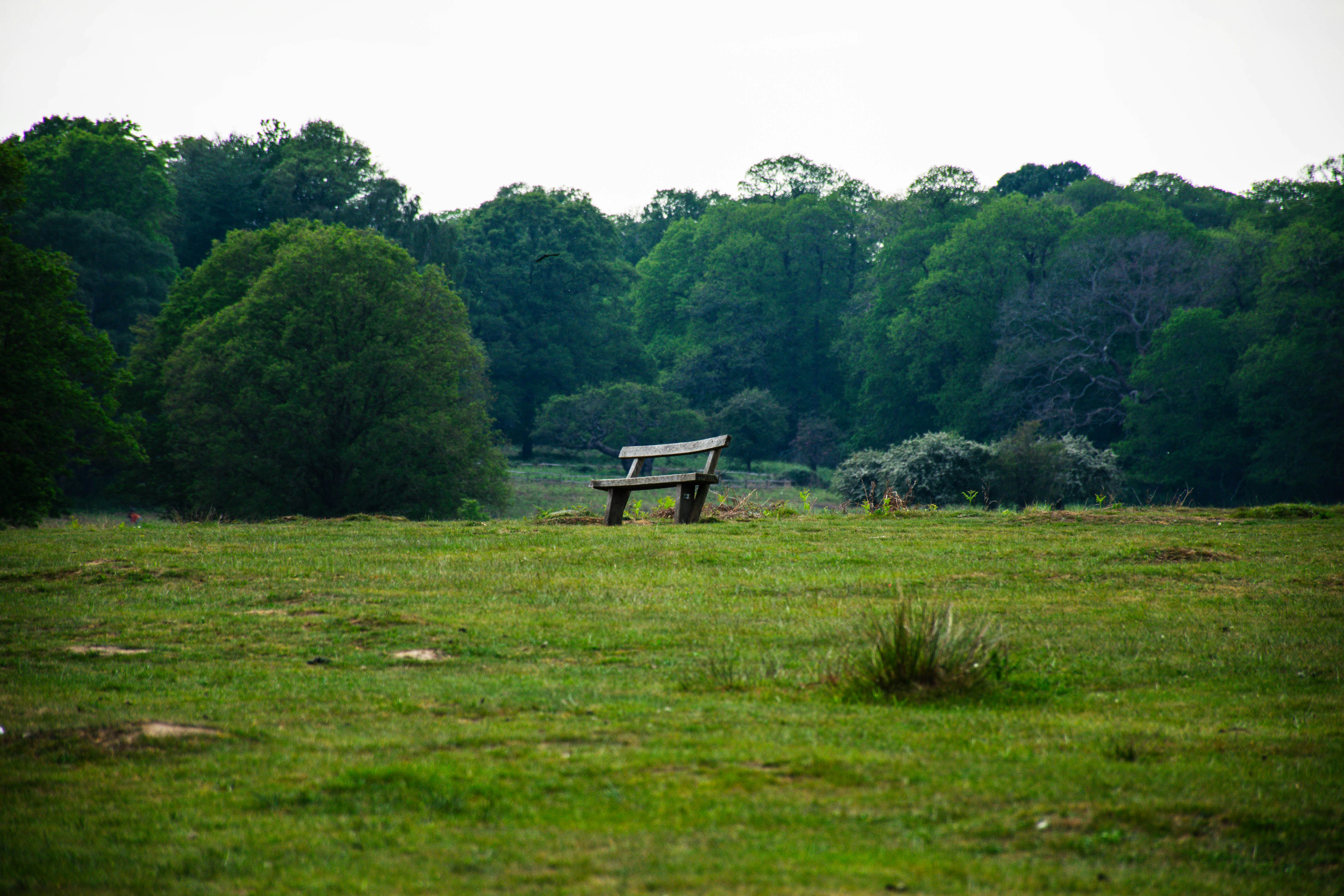 Empty Meadow with Benched Pause in a Quiet Park