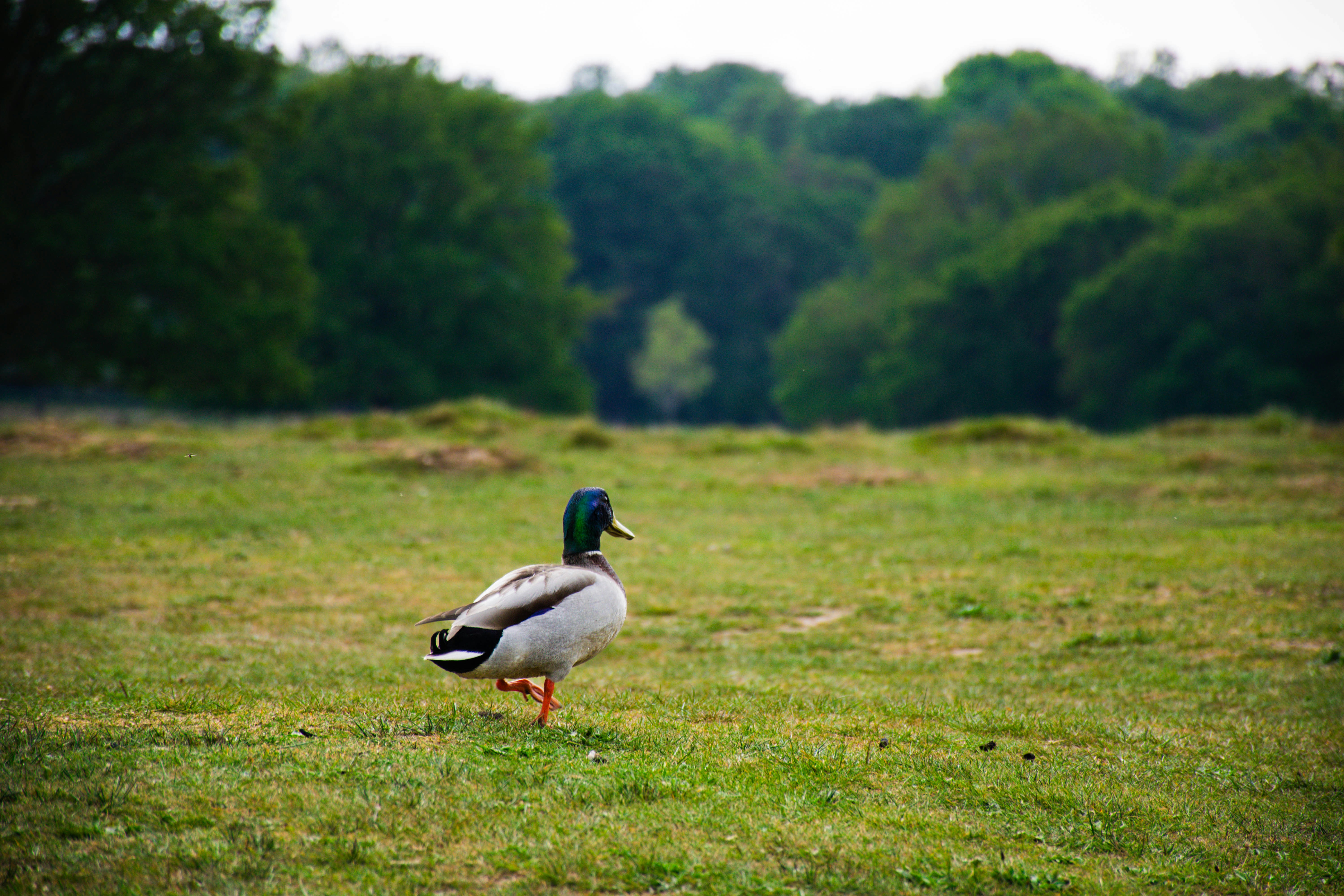 Single Mallard on Open Field Under Quiet Canopy