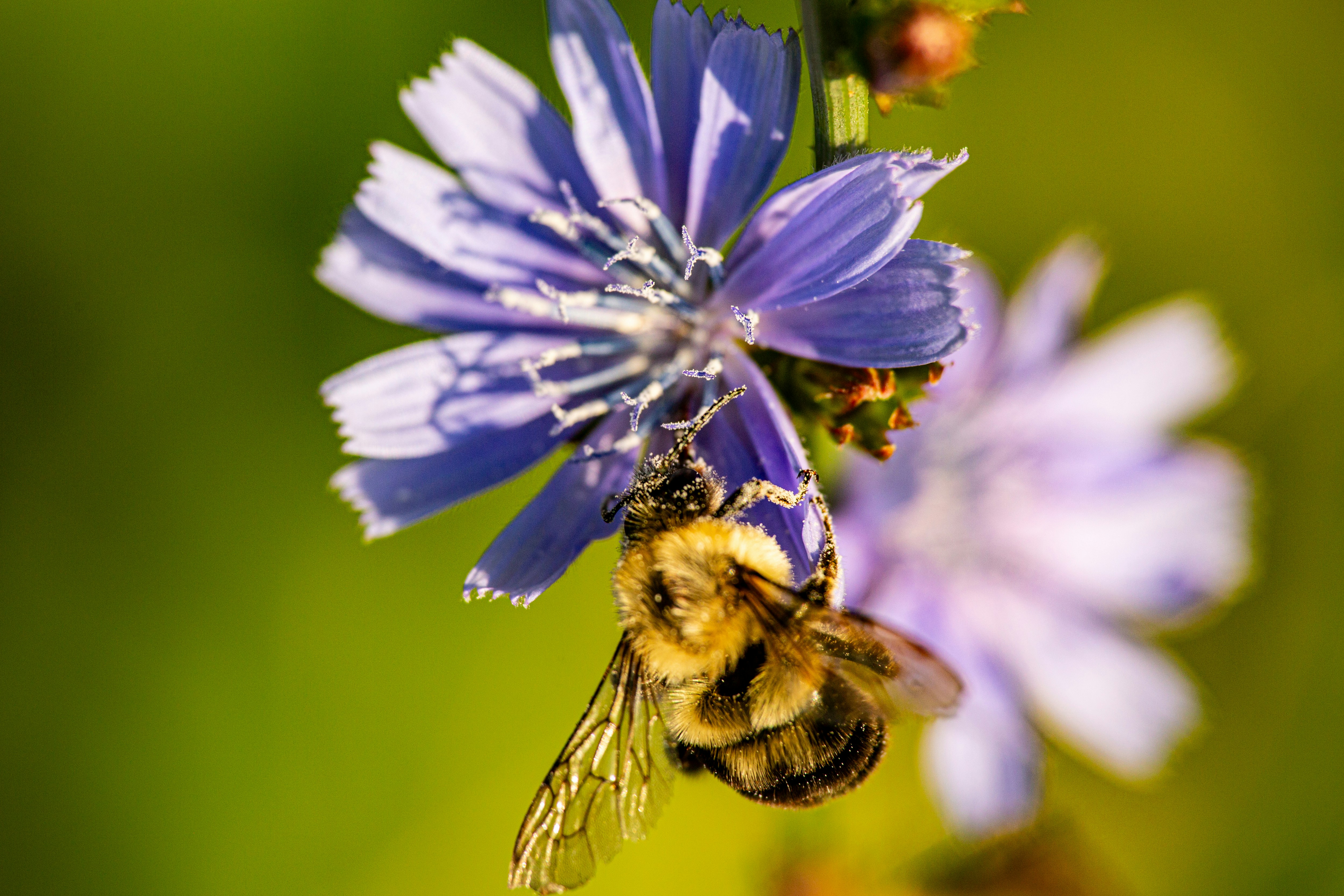 Bee in Focus on Violet Bloom: A Delicate Moment of Pollination