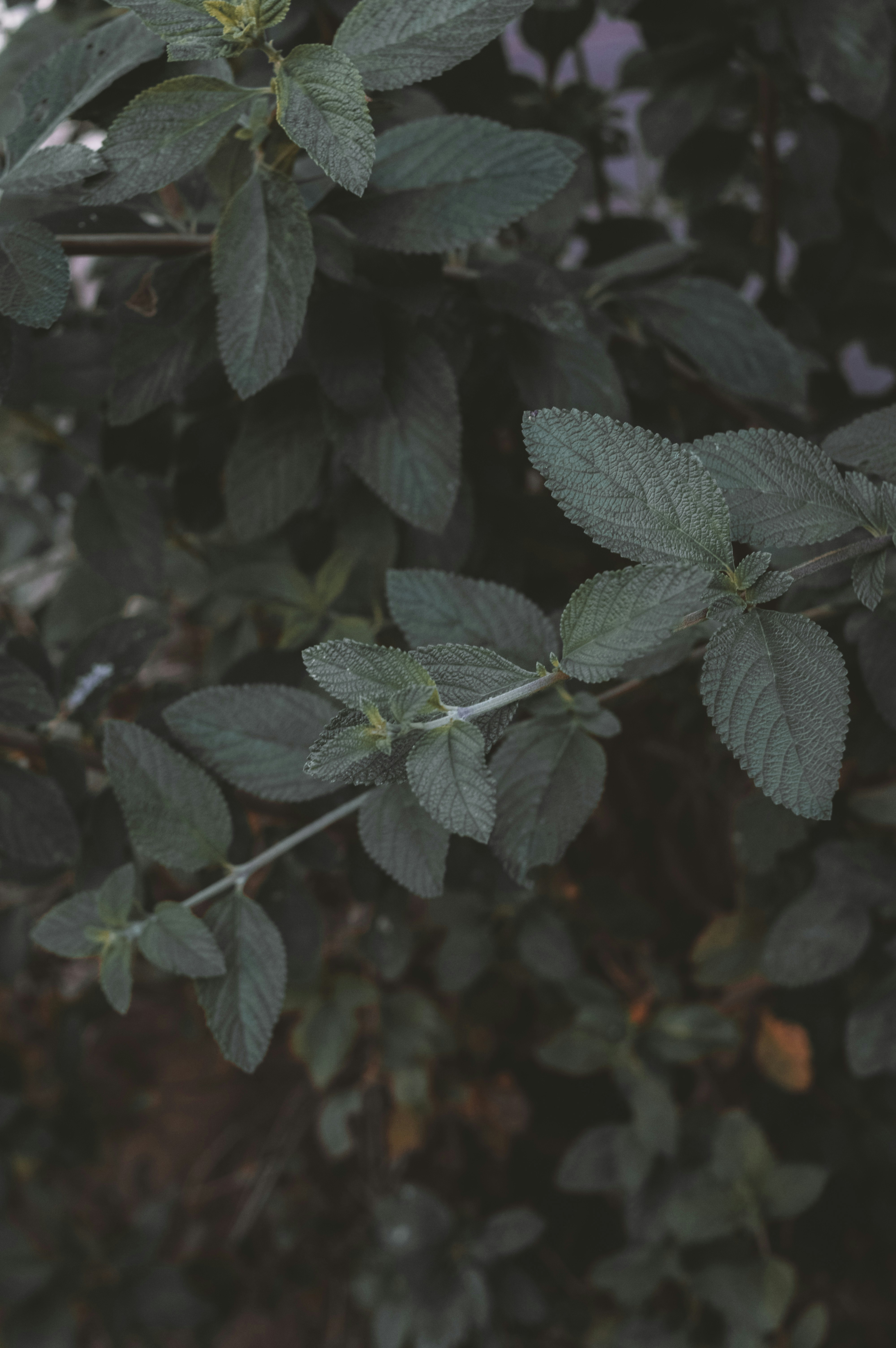 Close-up of Textured Sage-green Leaves in Natural Shade