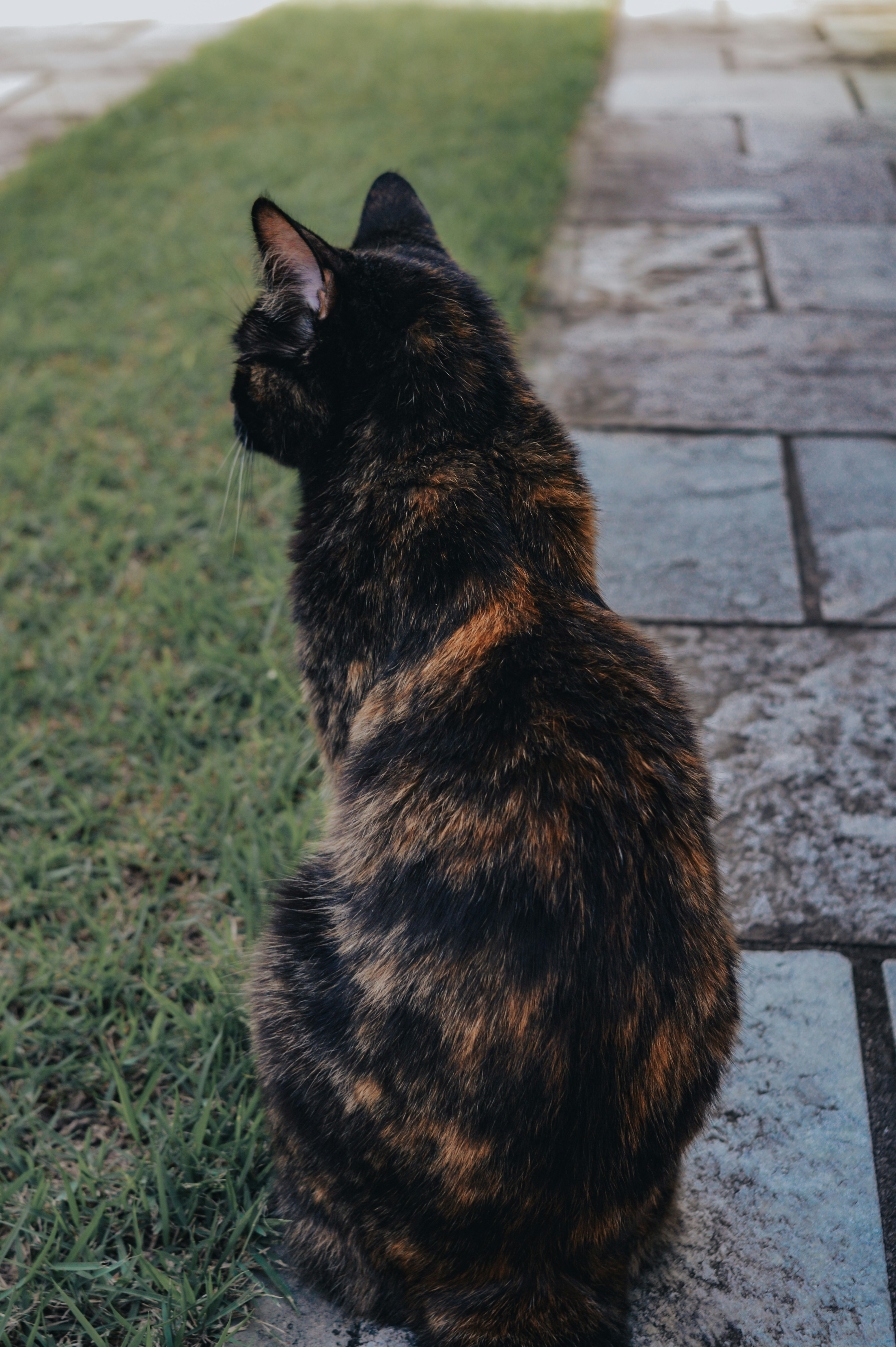 Tortoiseshell cat sitting on a stone path.