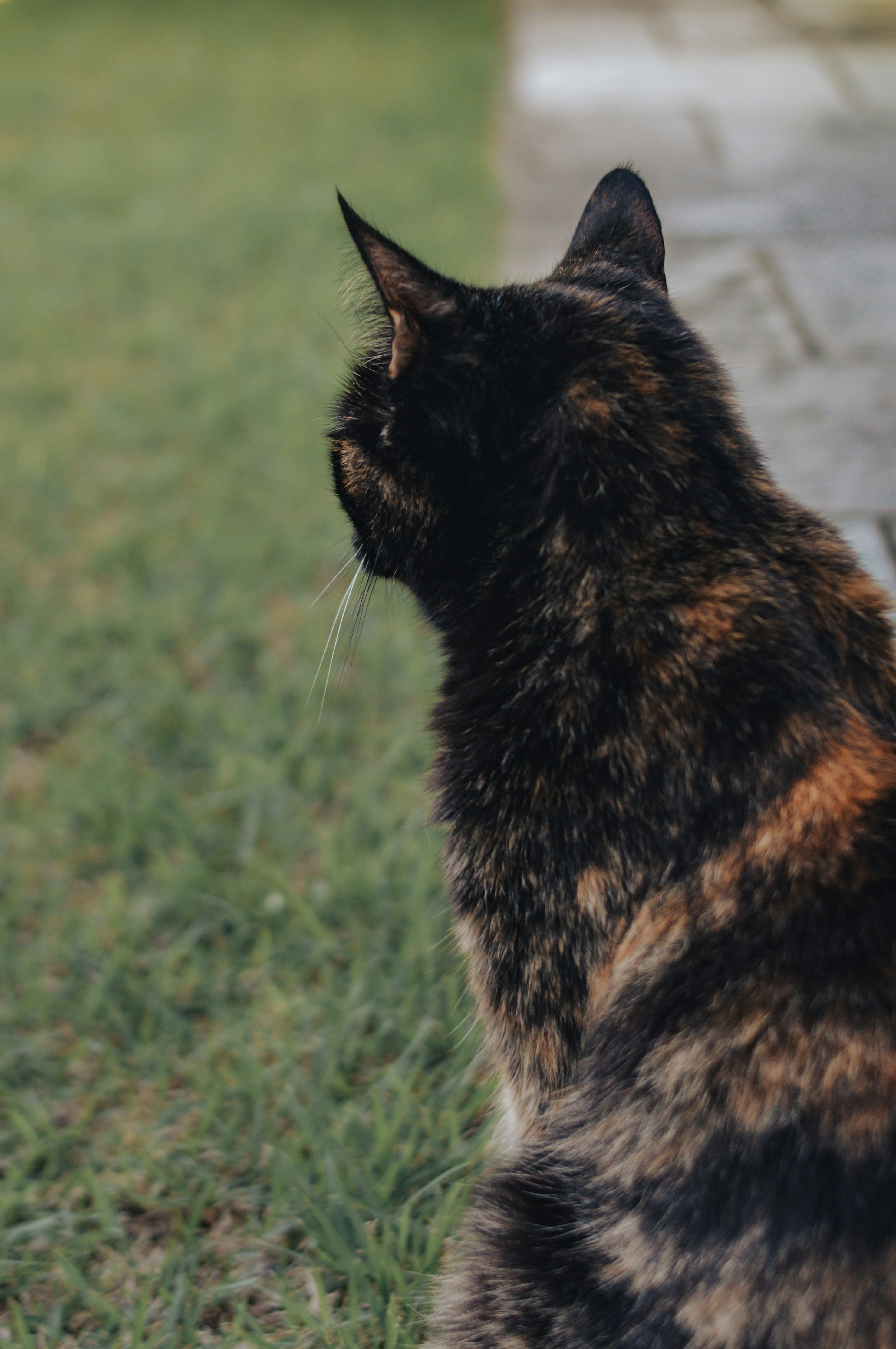 Calico Portrait: Side-Lit Cat in a Quiet Yard