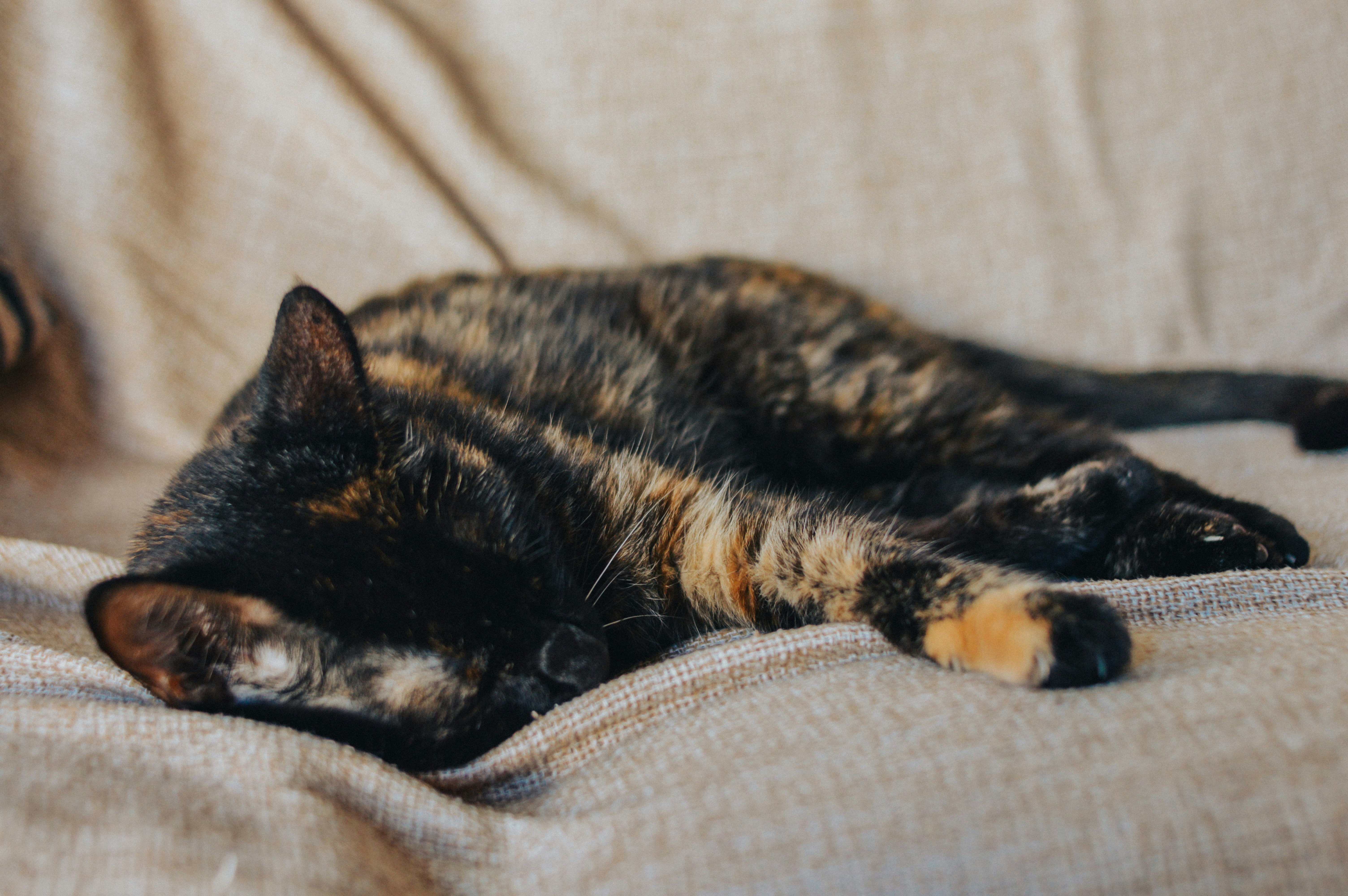 Calm Calico in Linen Light
