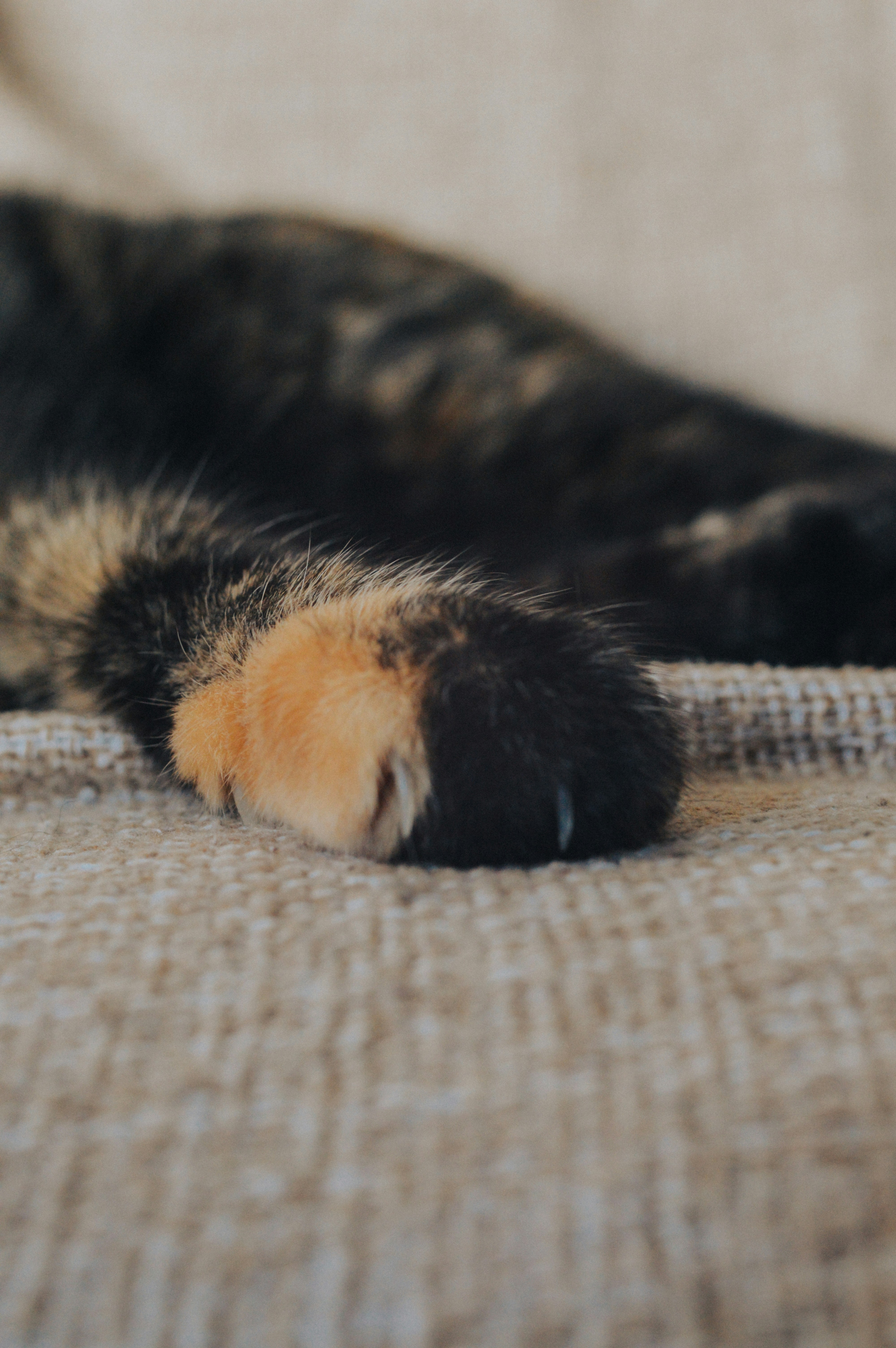 Restful Claw: a Lazy Catnap on Jute