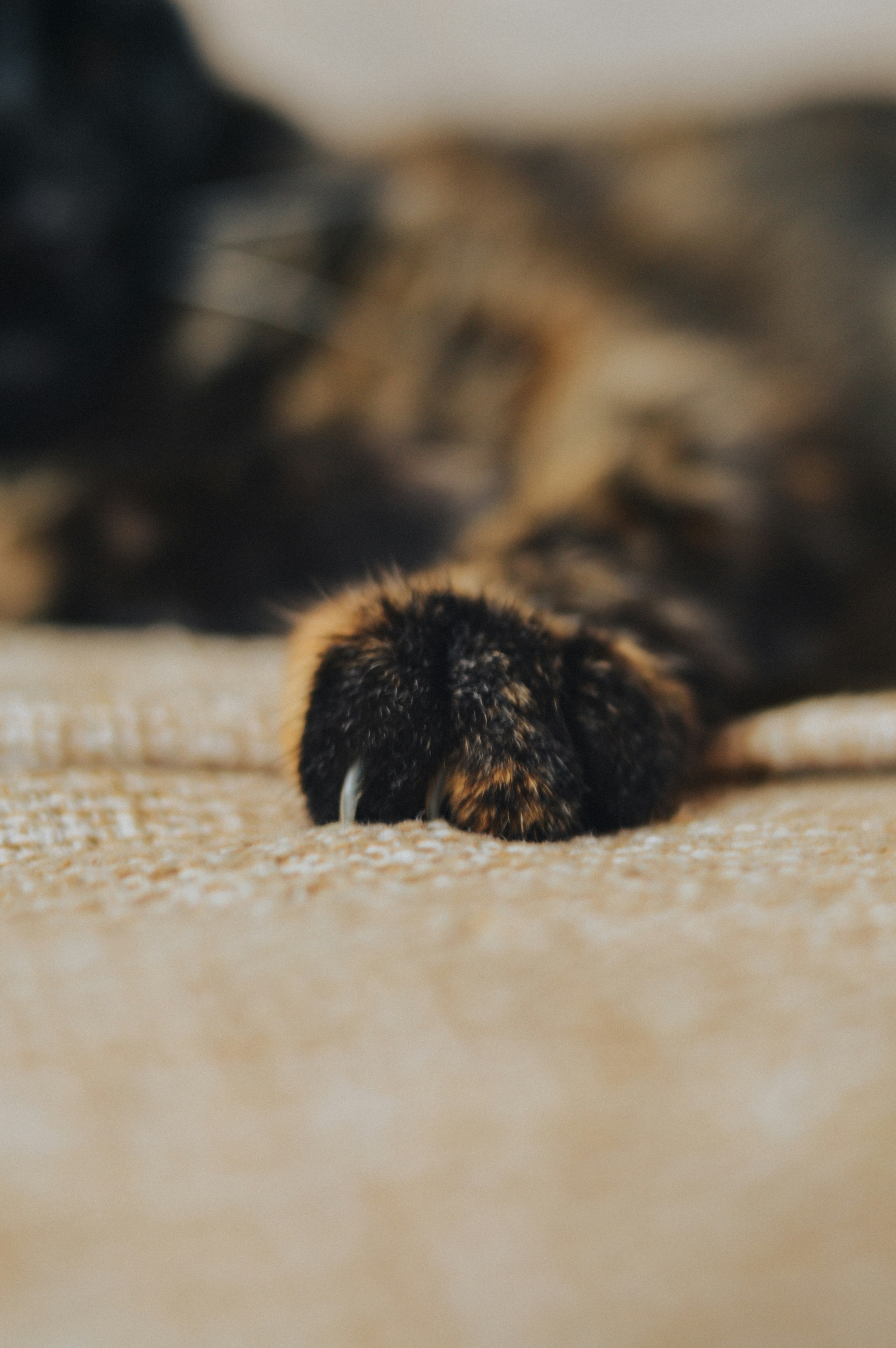 The Snout of Focus: A Furry Foreground in Quiet Light