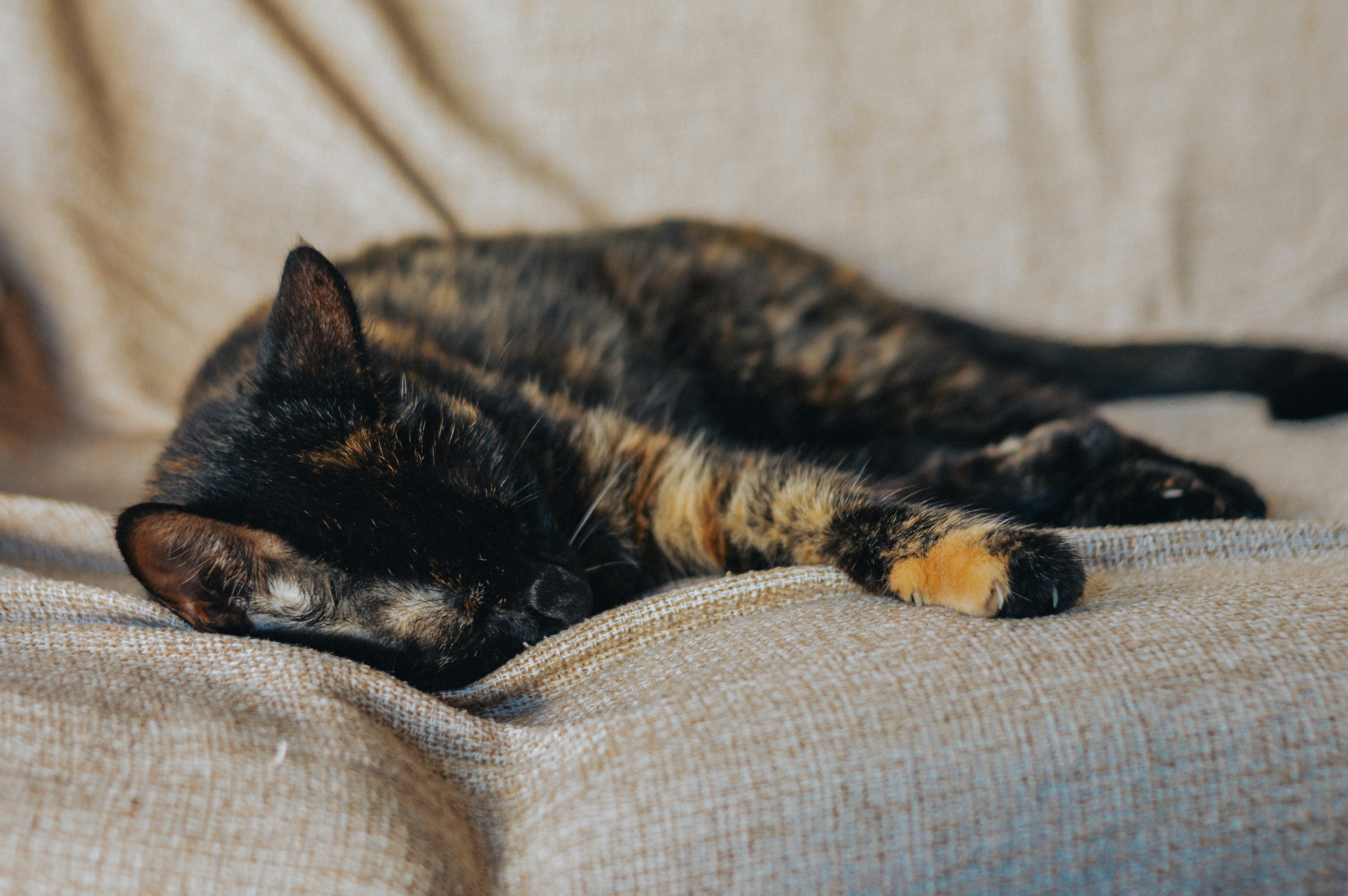 Ambled Comfort: A Calico in Quiet Repose on Linen Beige