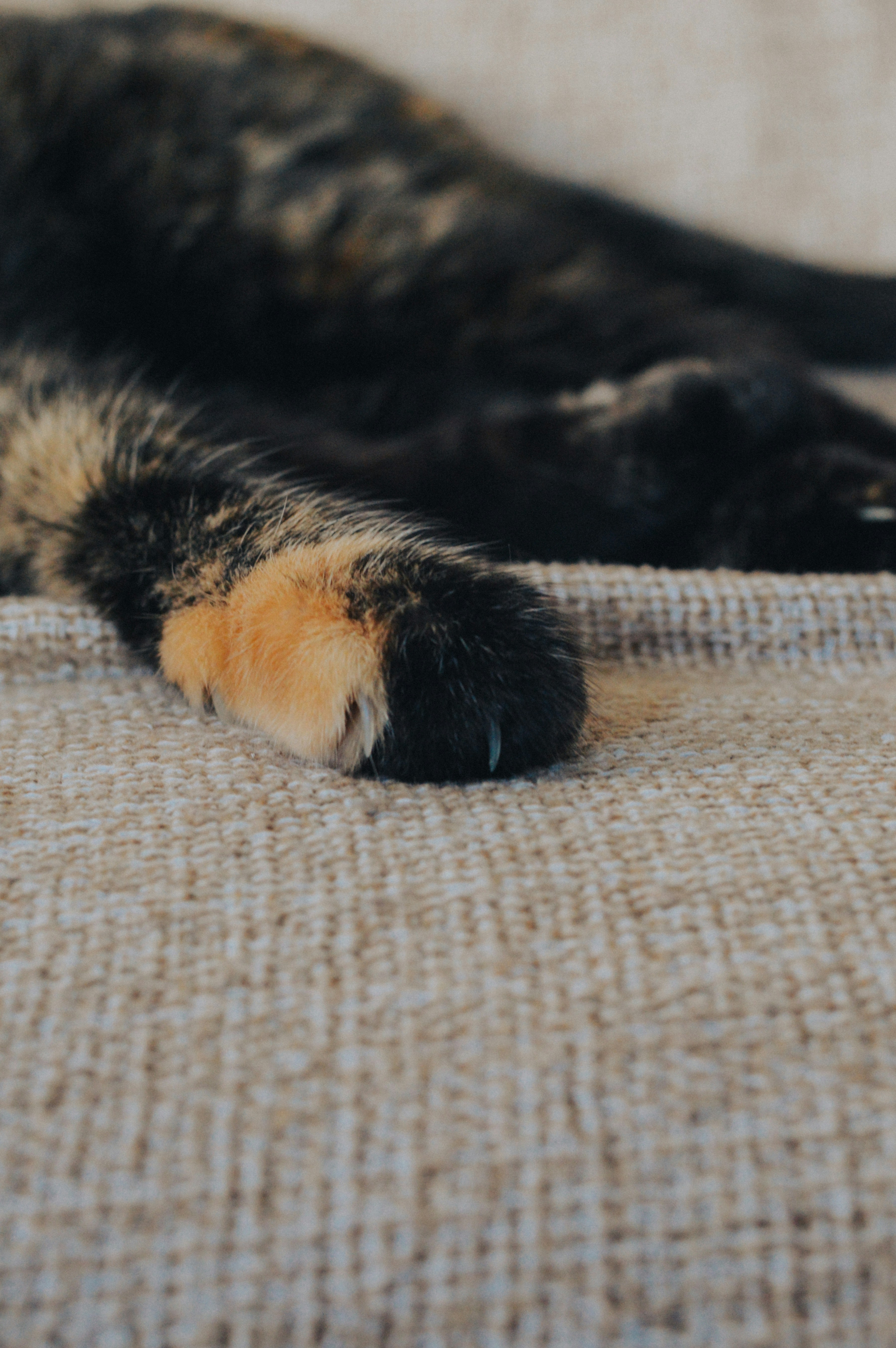 Tired Paws: A Quiet Rest on Cozy Carpet