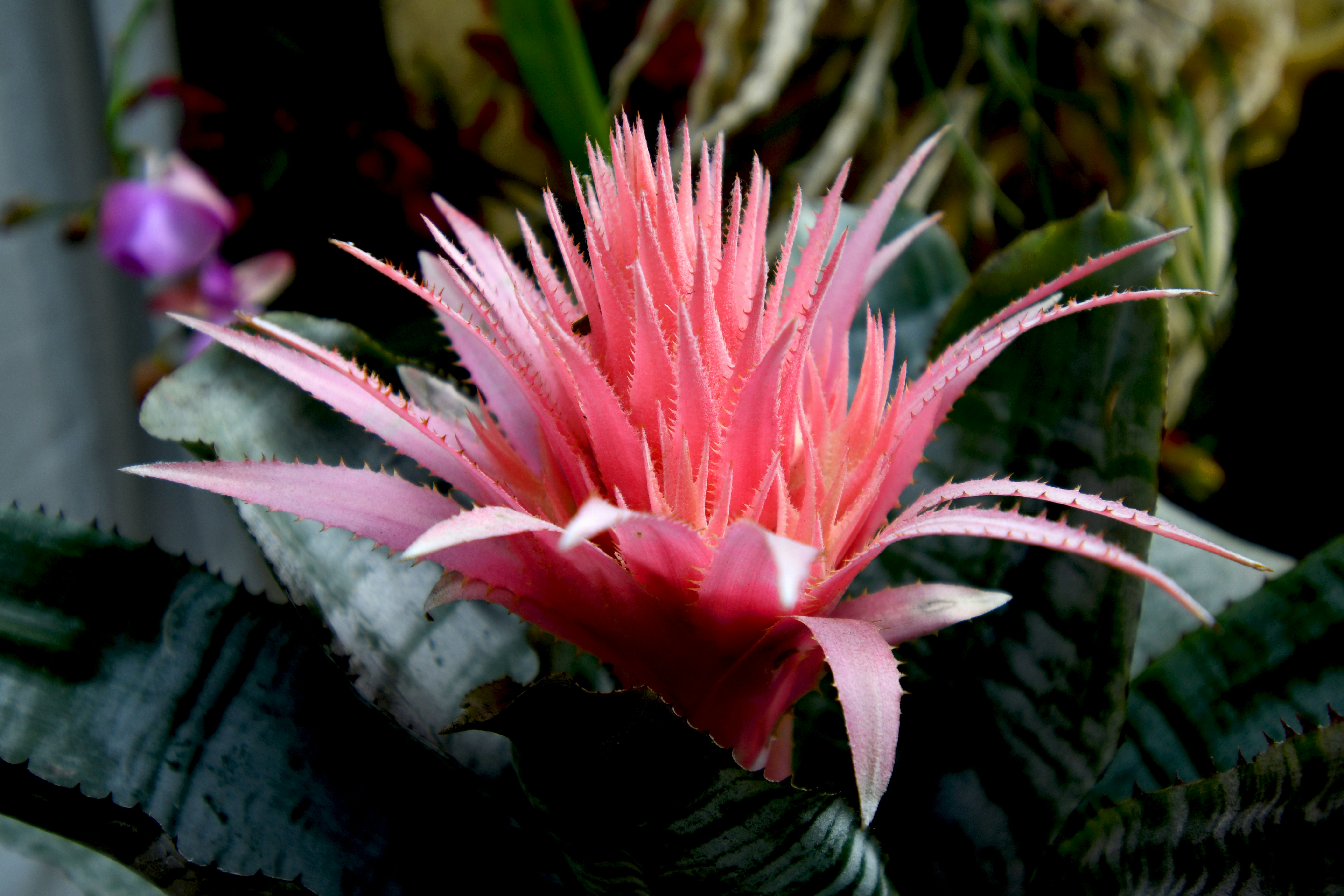 Pink crown bloom: a tropical bromeliad unfurling in garden light