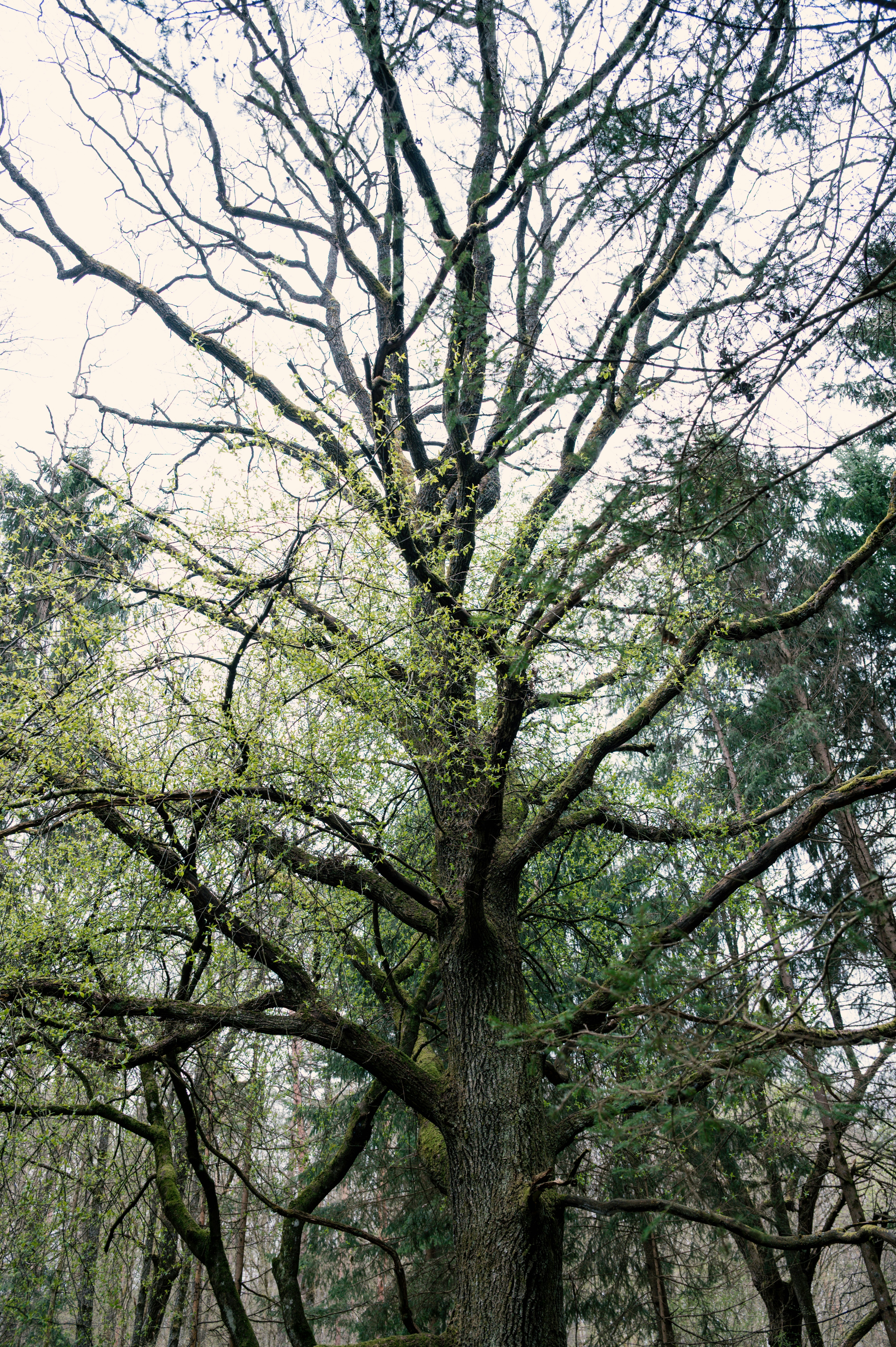 Ancient Arboreal Sentinel: A Northern Tree Reaches Toward the Sky