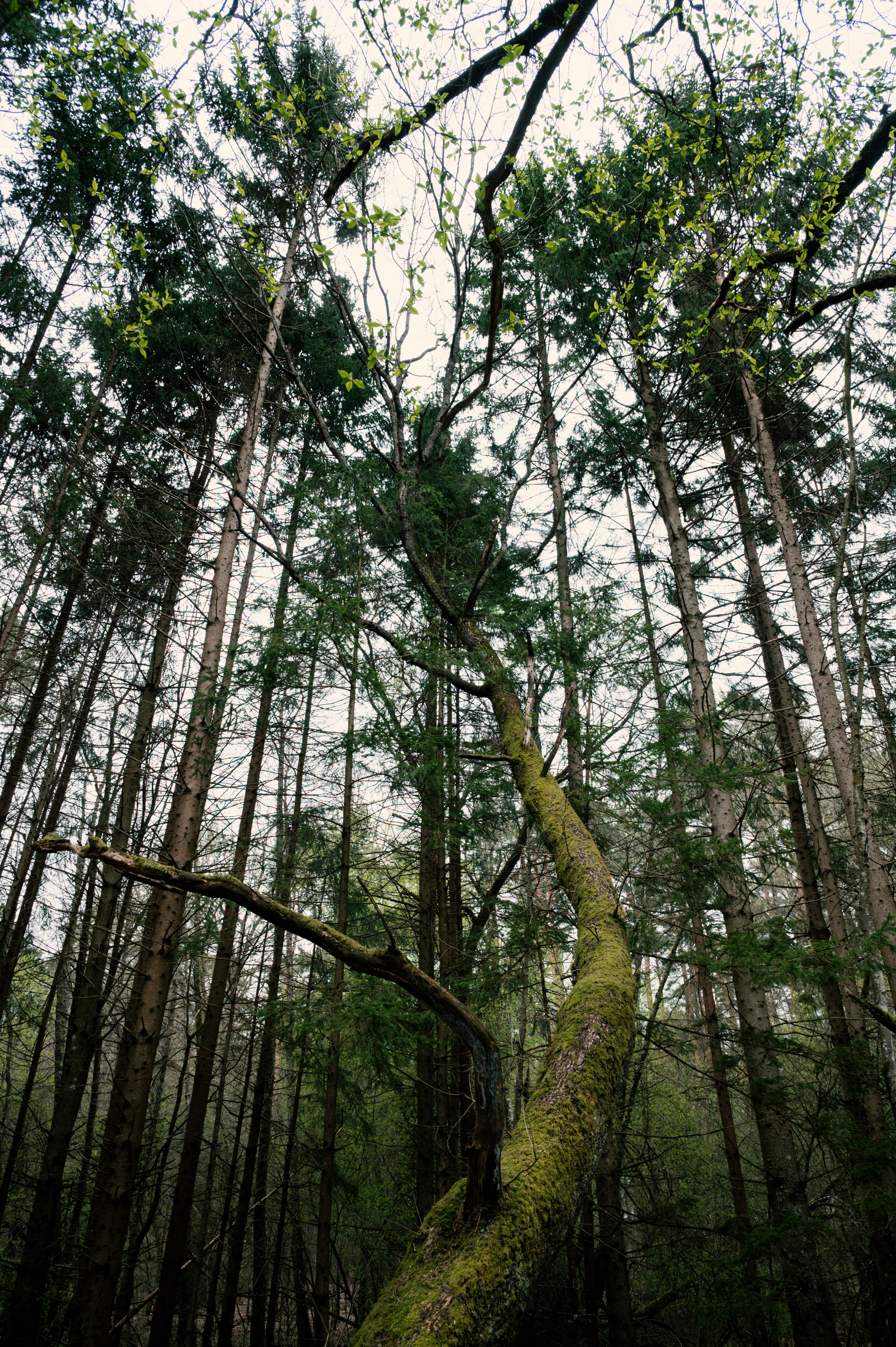 Lichen-clad Arboreal Giant Reaches Toward Overcast Sky