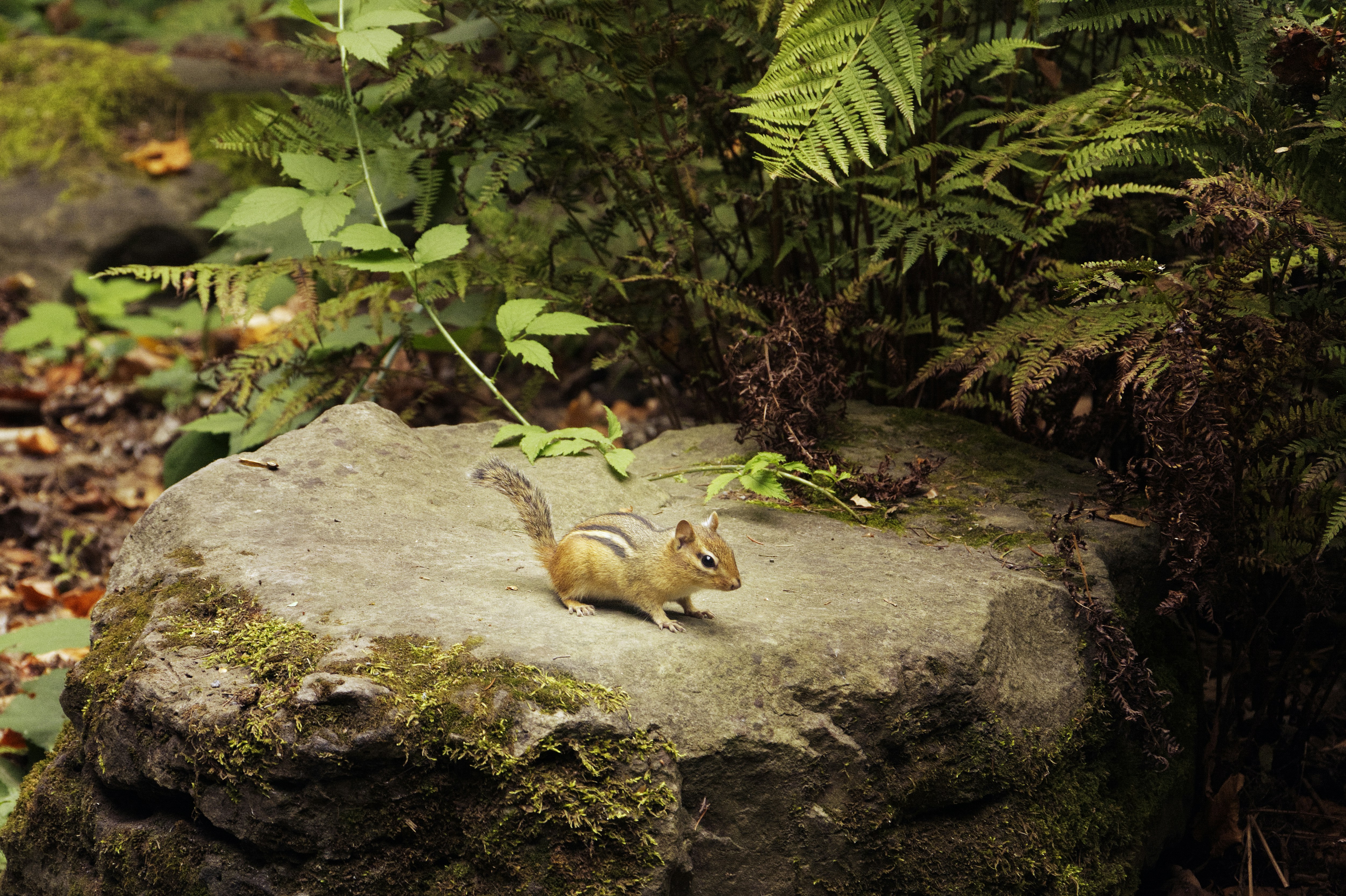 Squirrel Poised on a Mossy Rock in a Quiet Forest