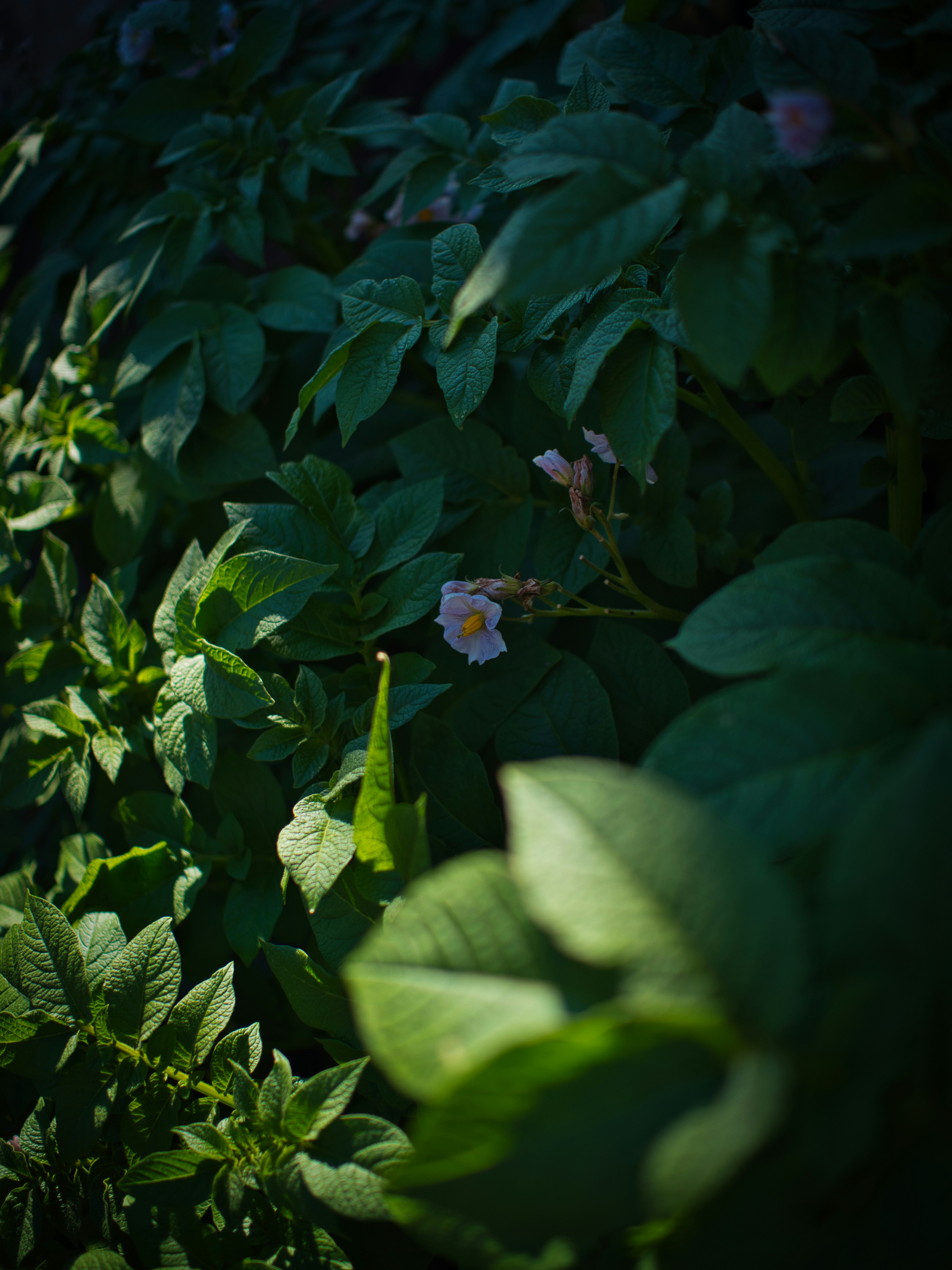 Hidden Violet Bloom Among Dense Emerald Vines