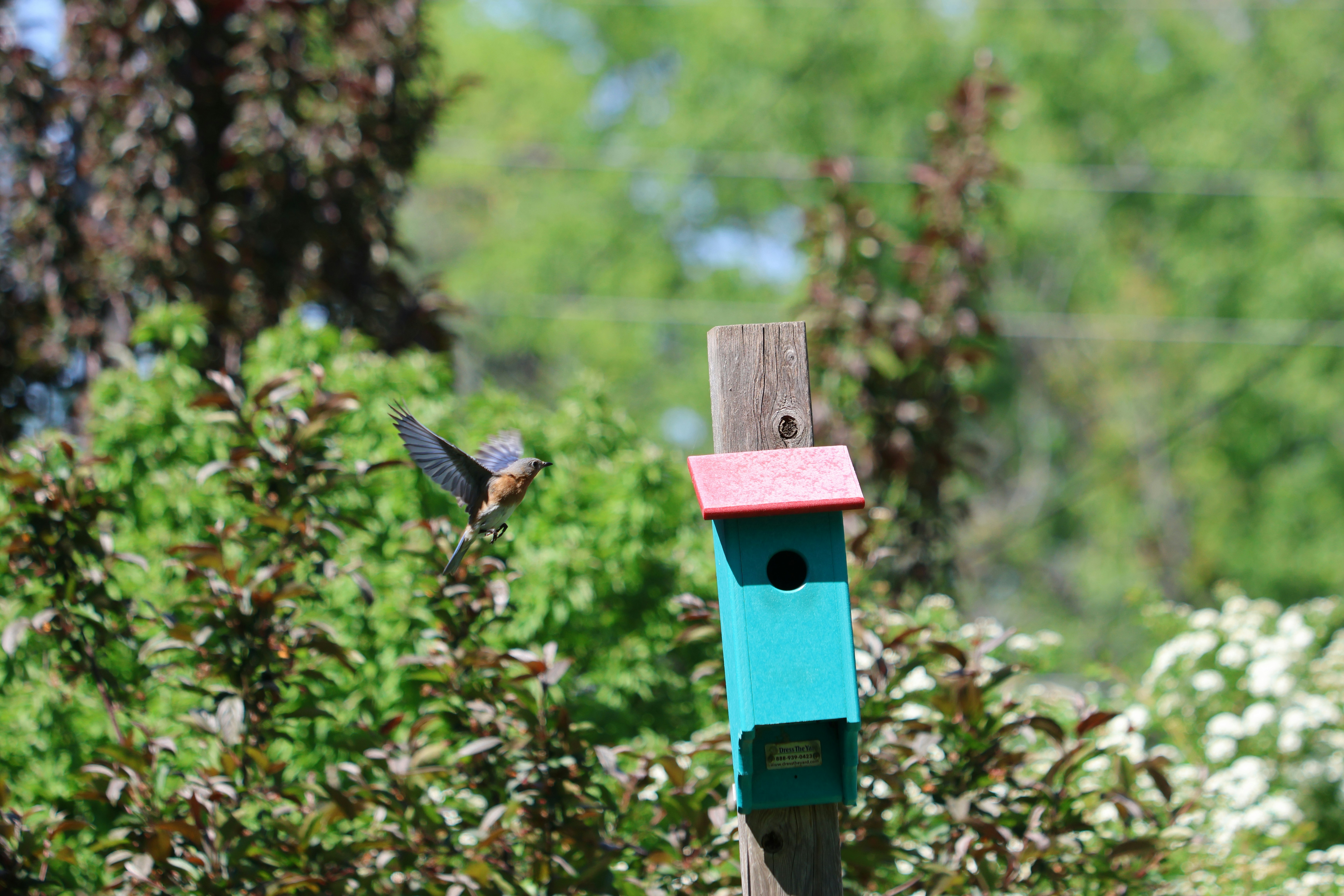 Bird in Flight Near a Colorful Birdhouse