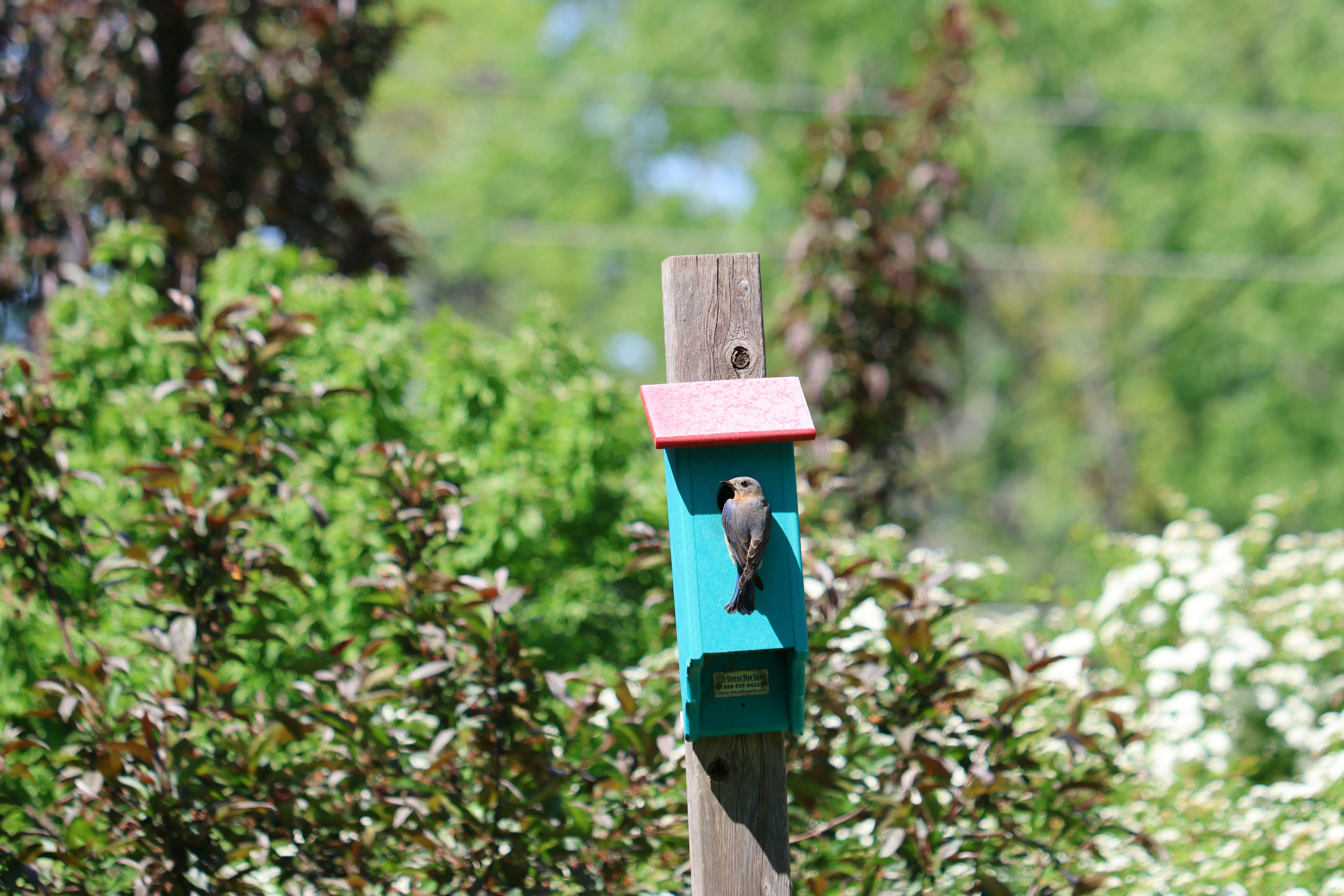Blue Birdbox Sentinel: A Tachybird on a Bright Morning
